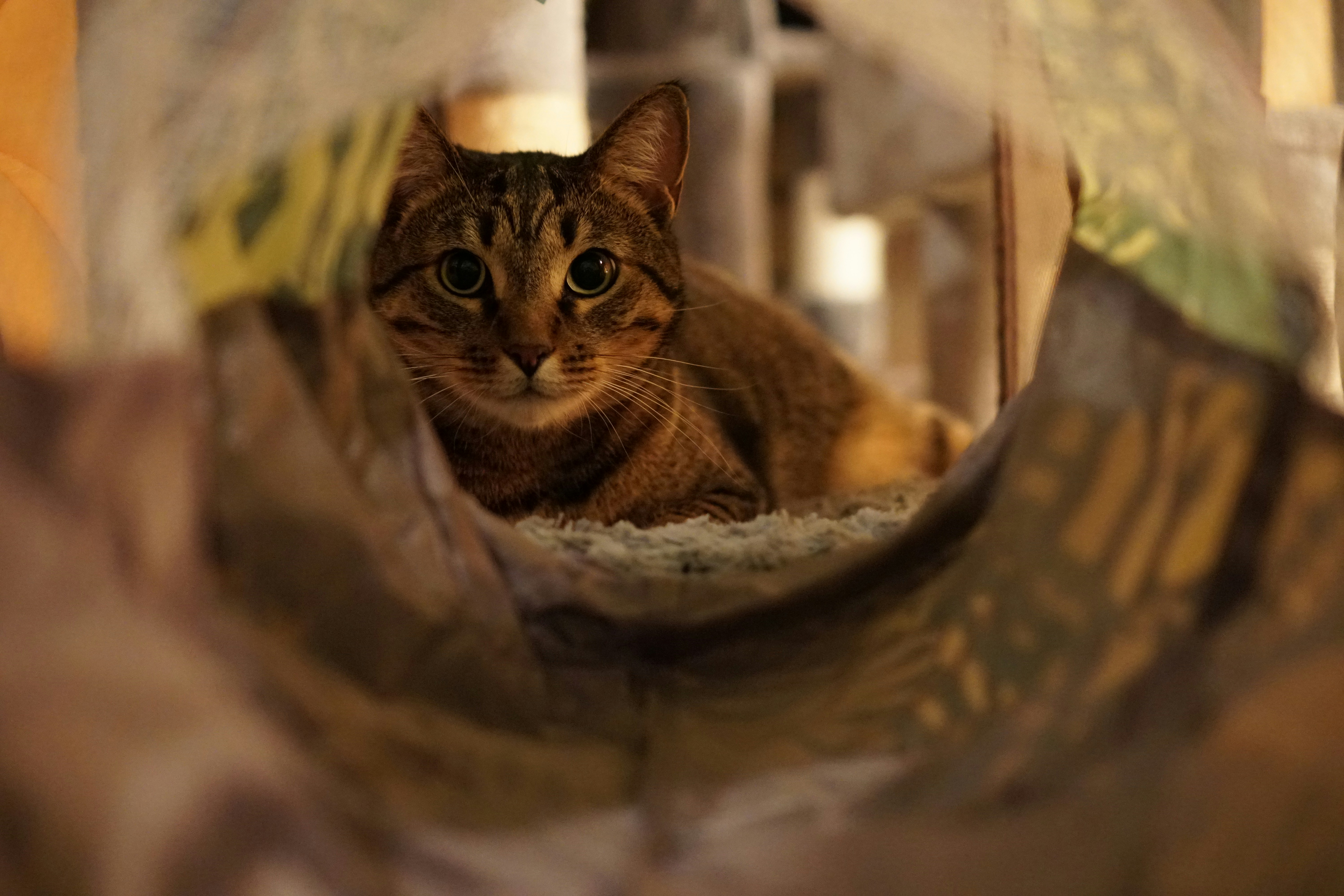 Whiskered Watcher: A Feline's Perspective