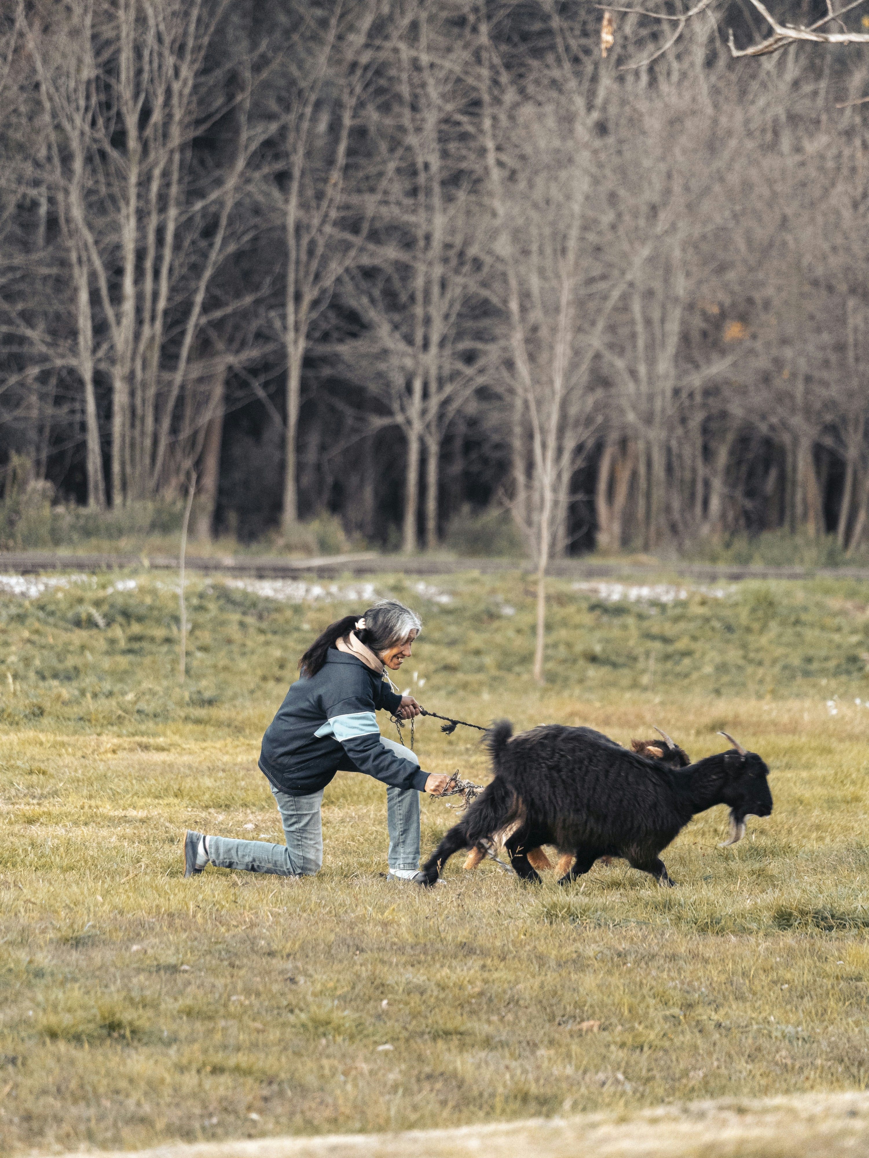 A woman struggles to control a running goat.