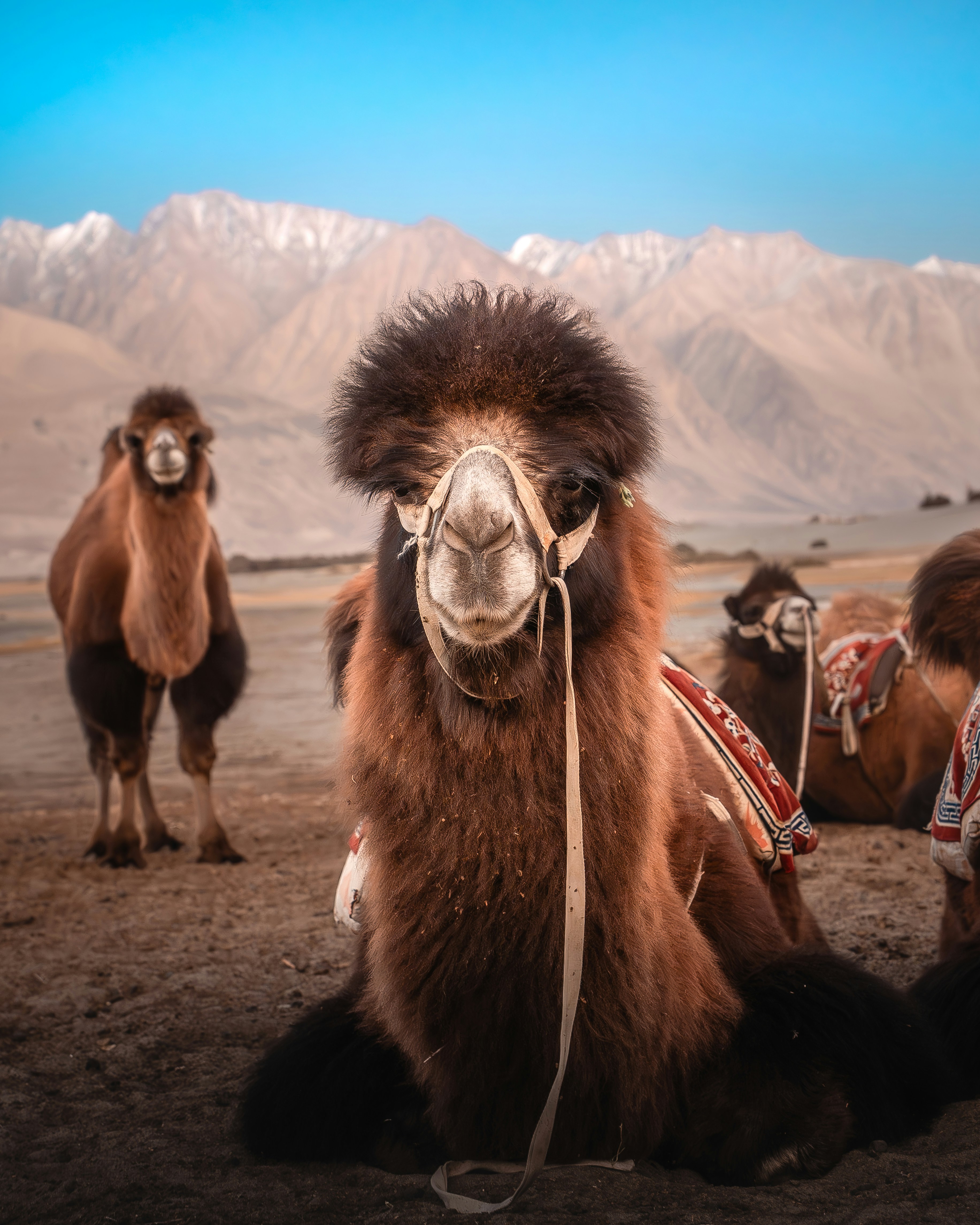 Whispers of the Desert: A Camel's Gaze