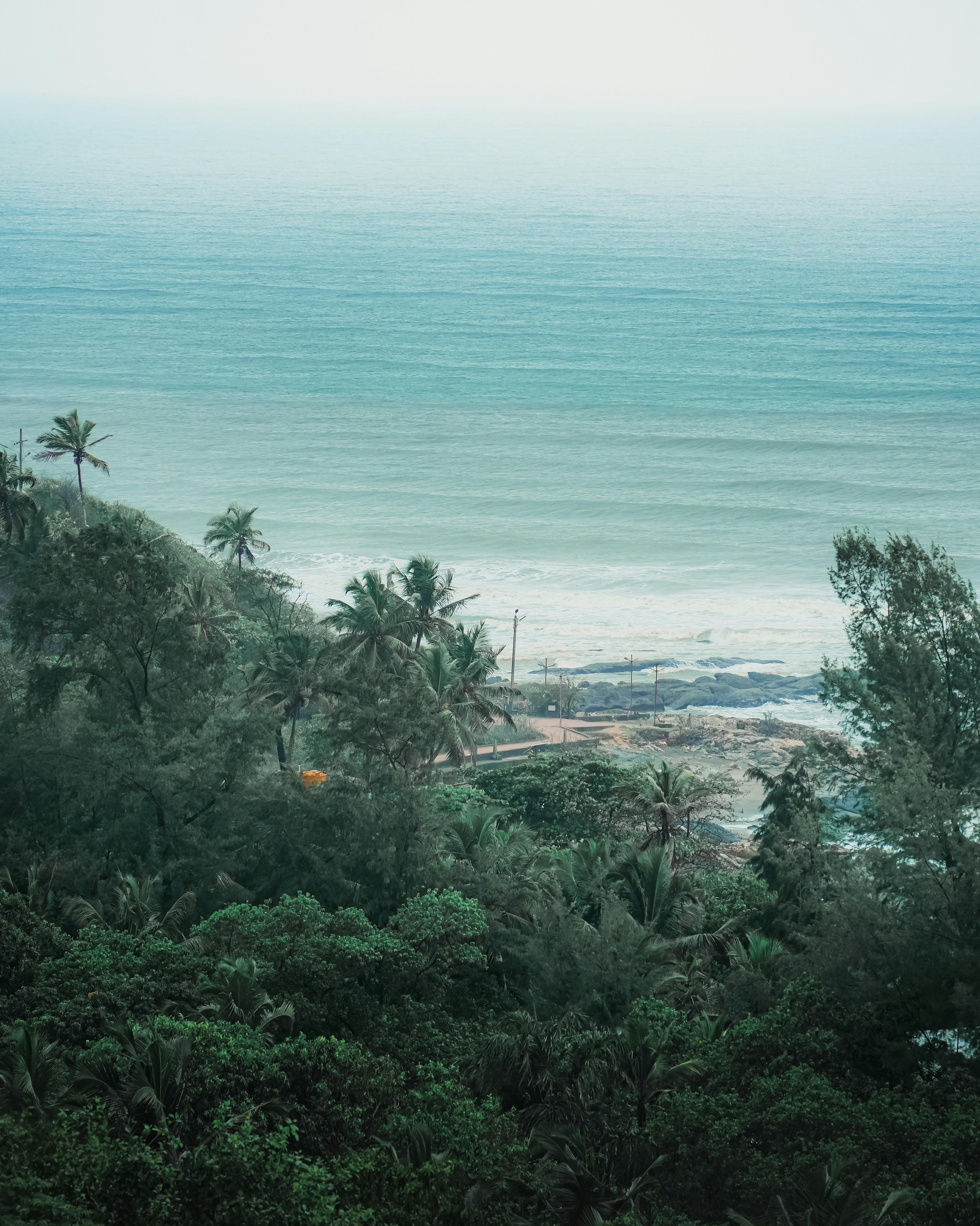 Lush green trees and the ocean meet.