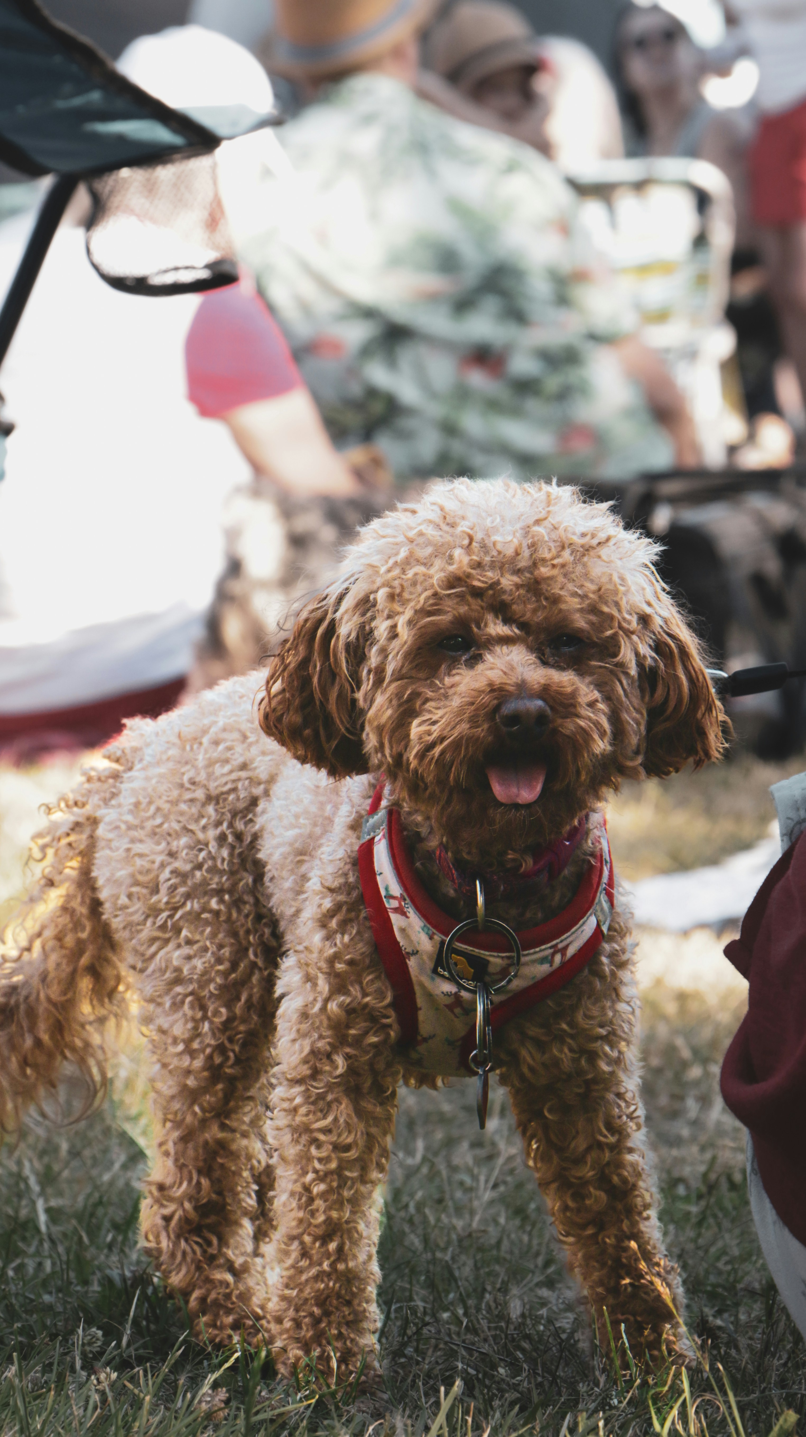 Curious Curls: A Well-Behaved Rover at the Outdoor Meetup