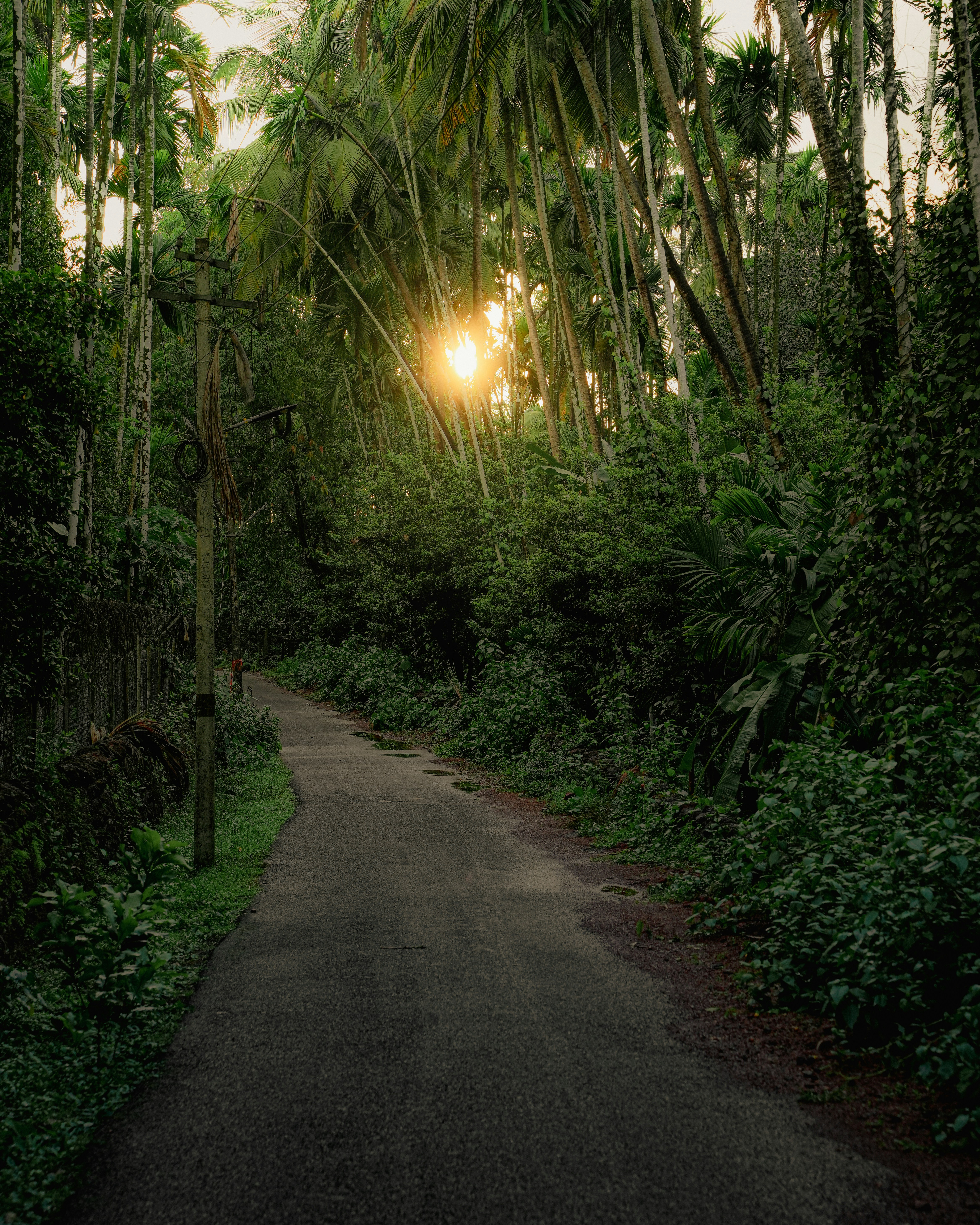 Sunlight shines on a road surrounded by trees.