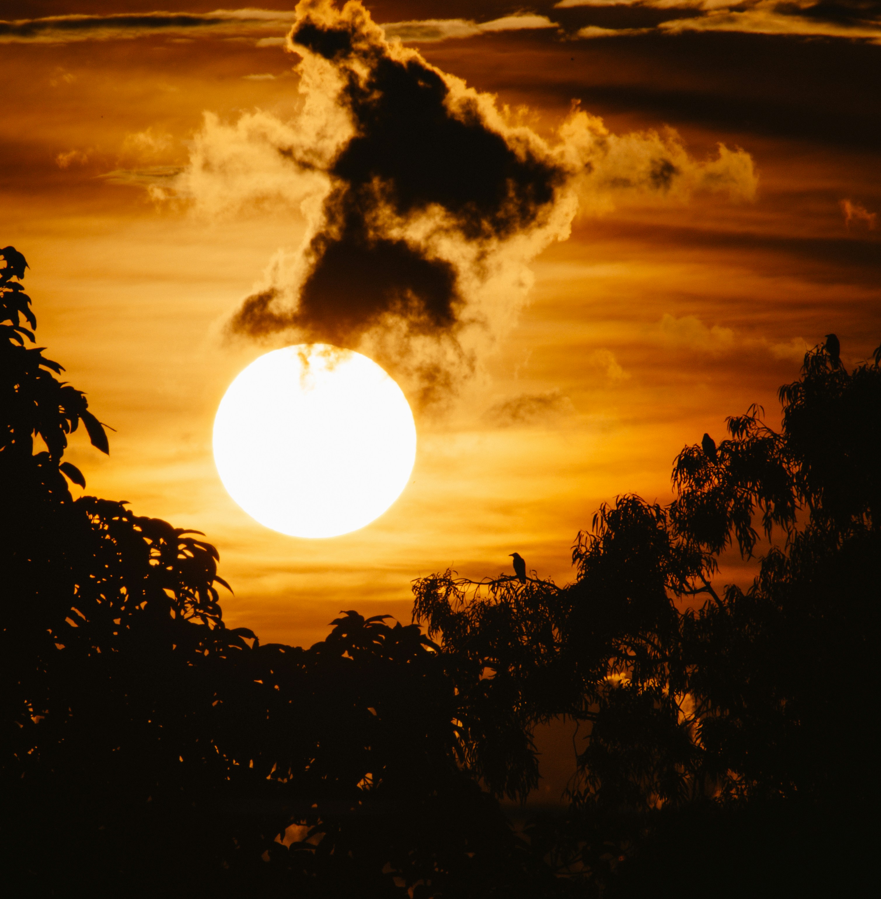 Vibrant sunset with a large sun partially obscured by clouds, framed by silhouetted foliage. The warm hues create a tranquil atmosphere.
