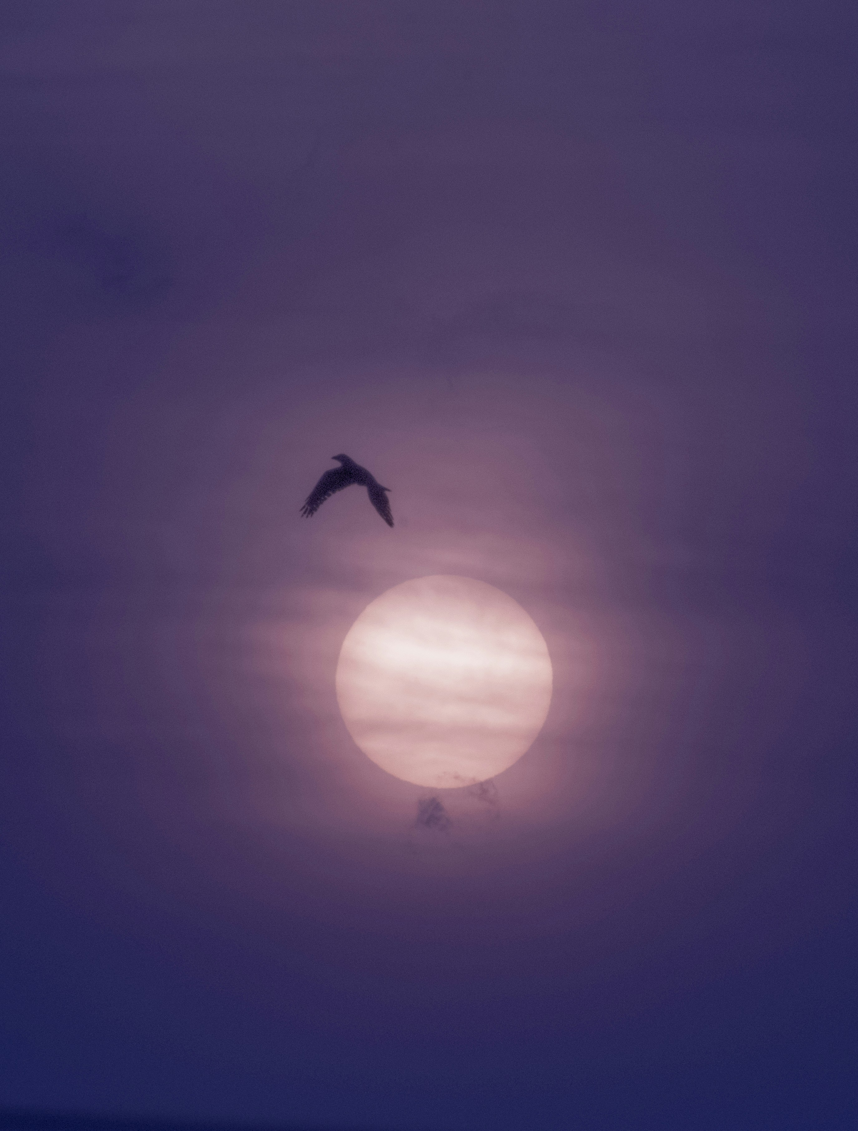 Ethereal Flight at Dusk