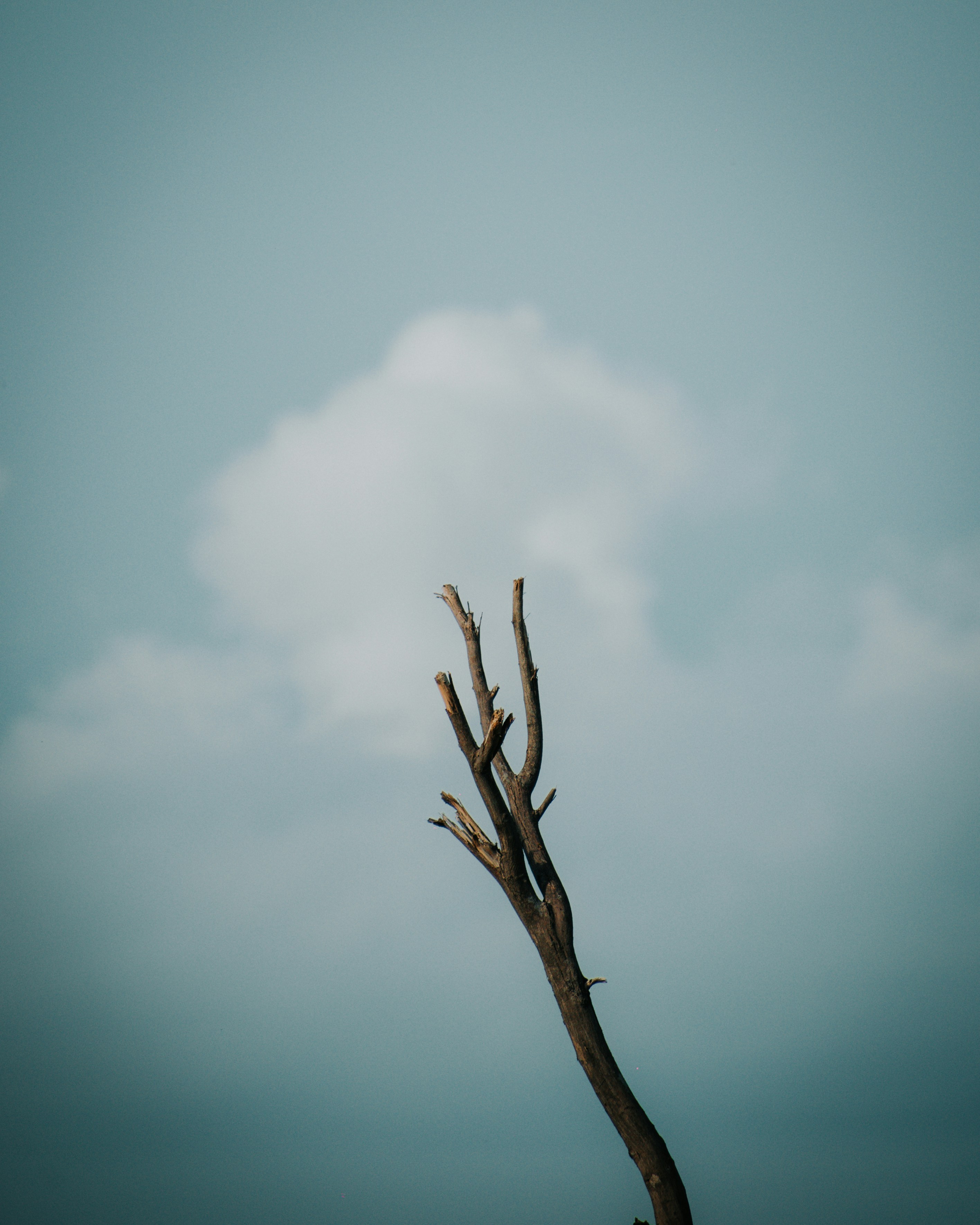 A bare tree reaches toward a cloudy sky.