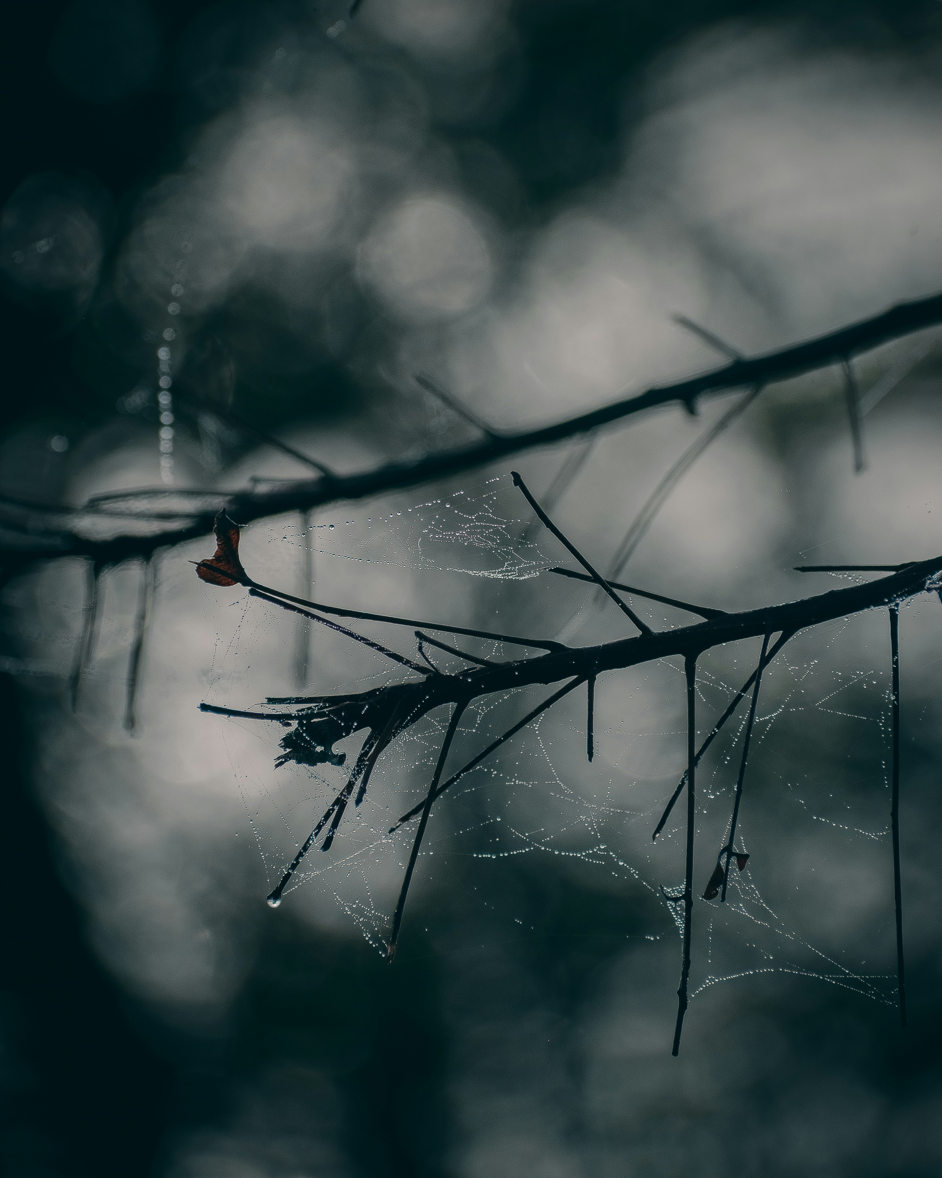 Spiderwebs cover thorny branches in a dark forest.