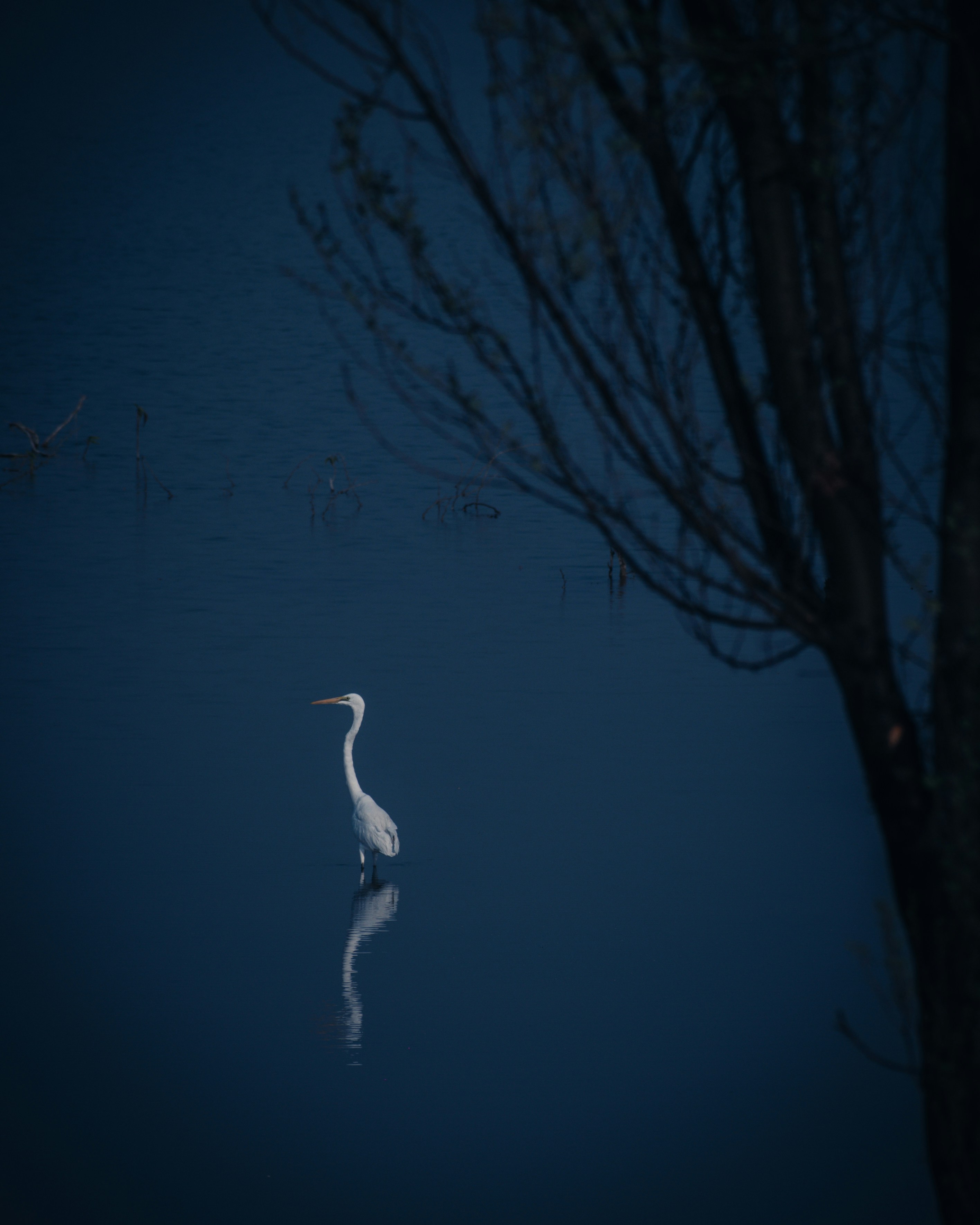 Solitary Elegance on a Serene Canvas