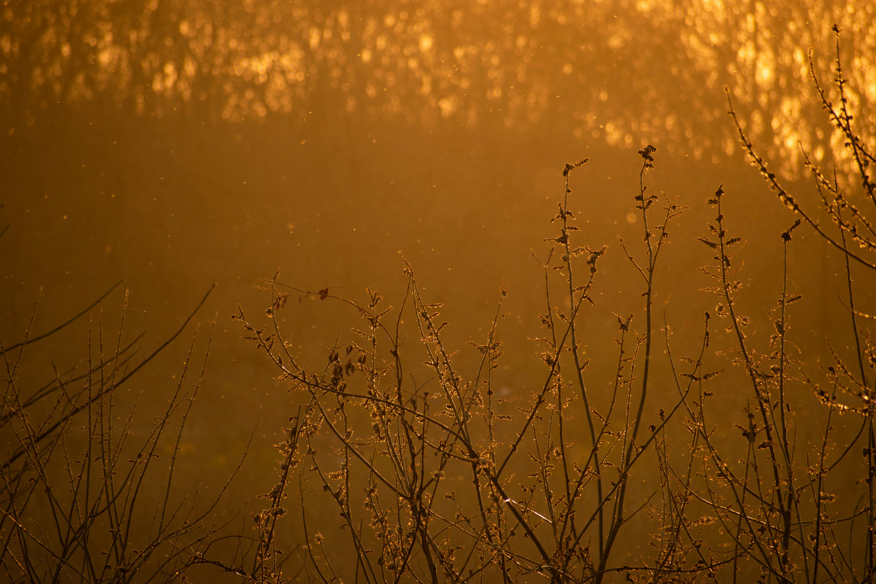 Photo by Sagar Kulkarni with Nikon D5600