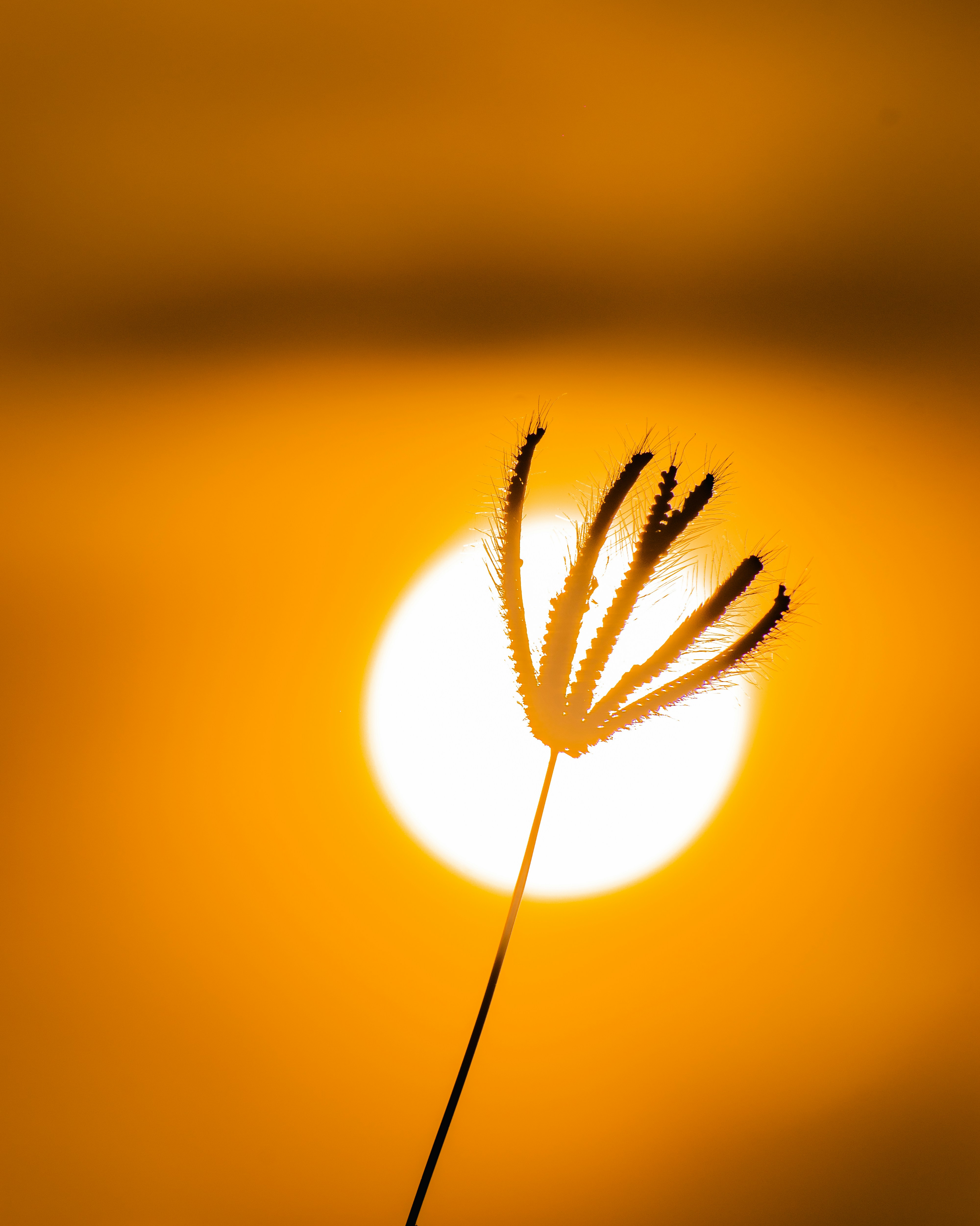 Delicate grass silhouette stands tall against a vibrant sunset, creating a striking contrast with the glowing orb of the sun.