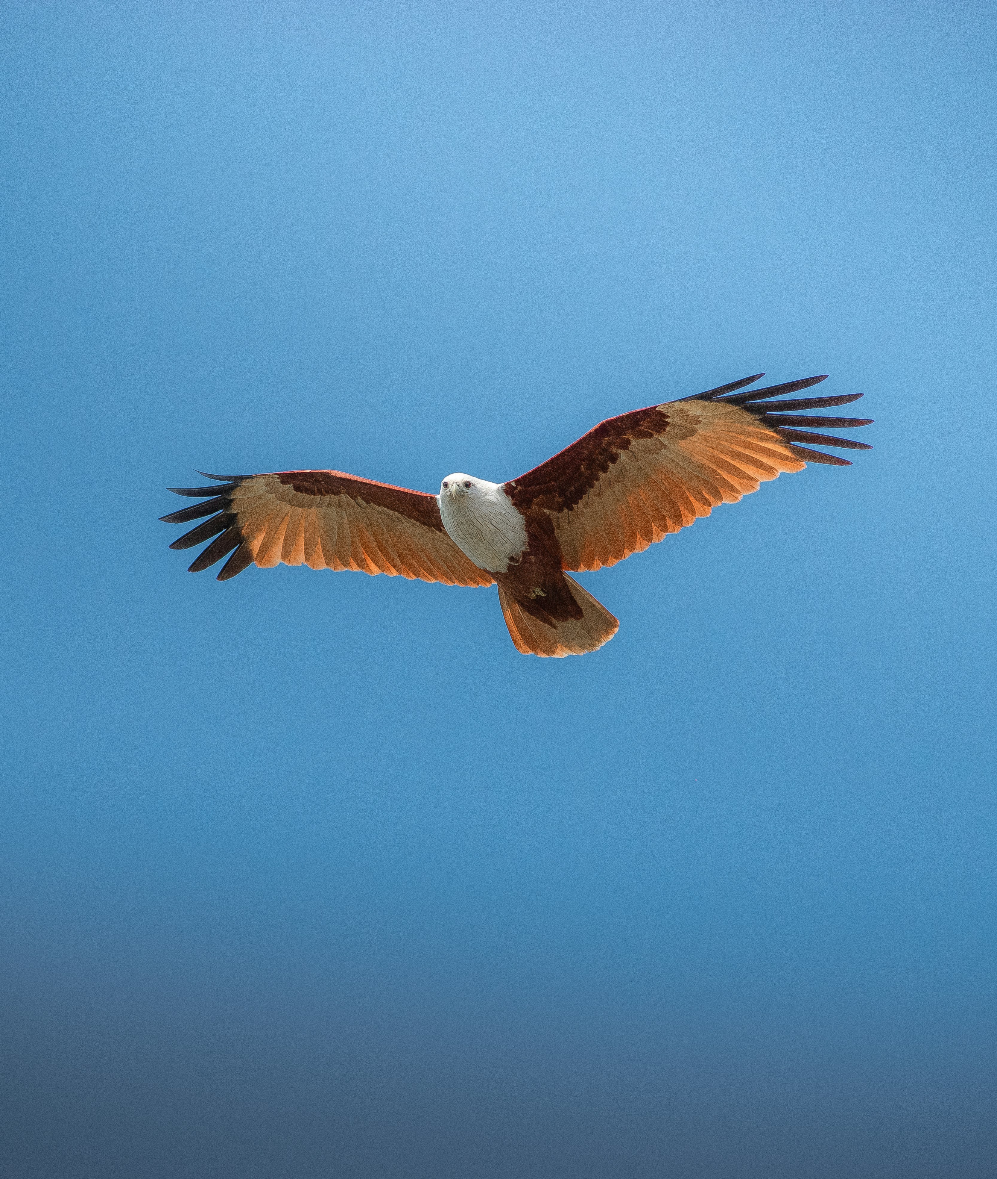 Brahminy kite soaring gracefully against a clear blue sky, showcasing its impressive wingspan and vibrant plumage.