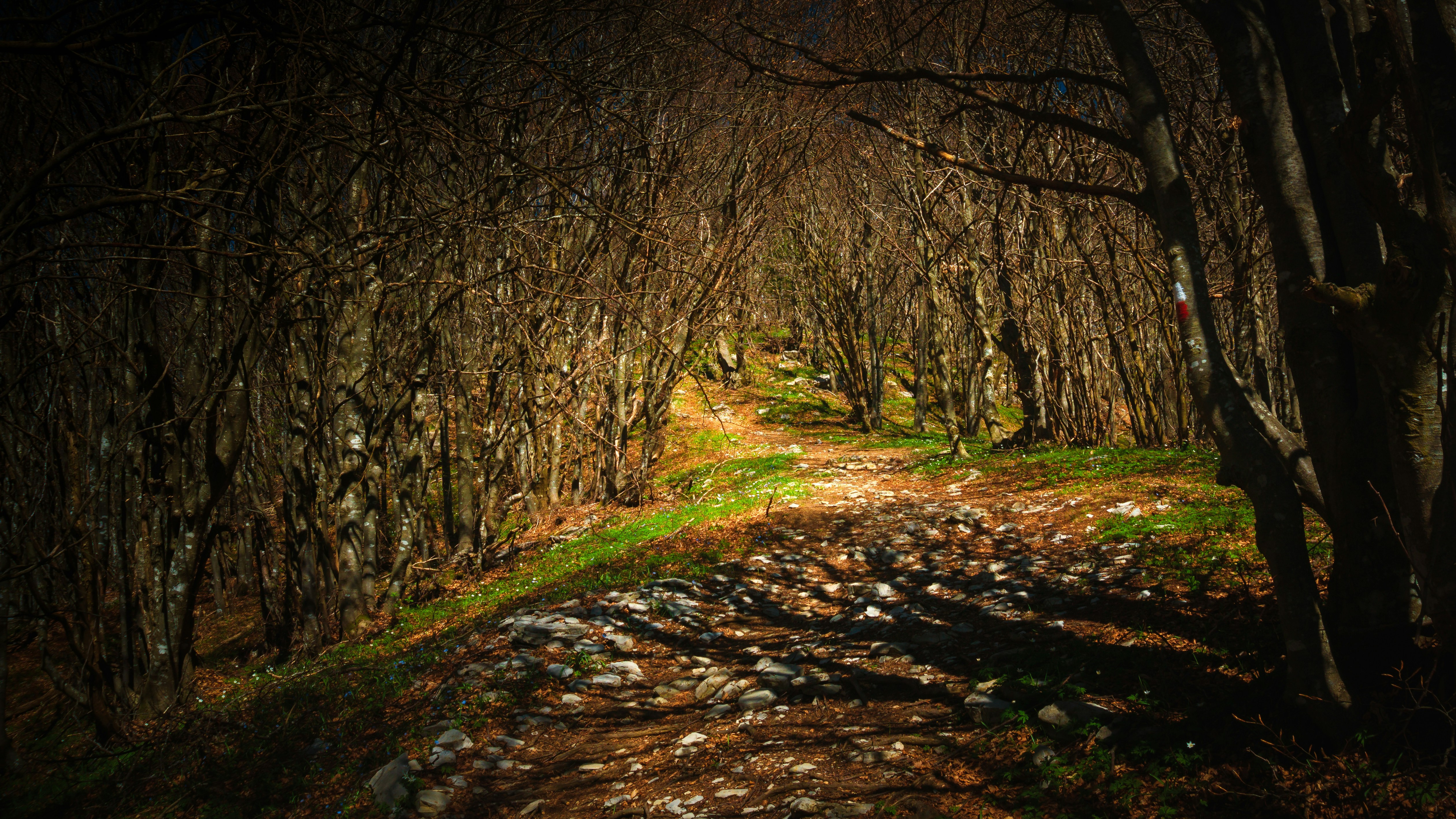 A winding trail through a dense forest of bare trees, revealing a hint of greenery along the rocky path.