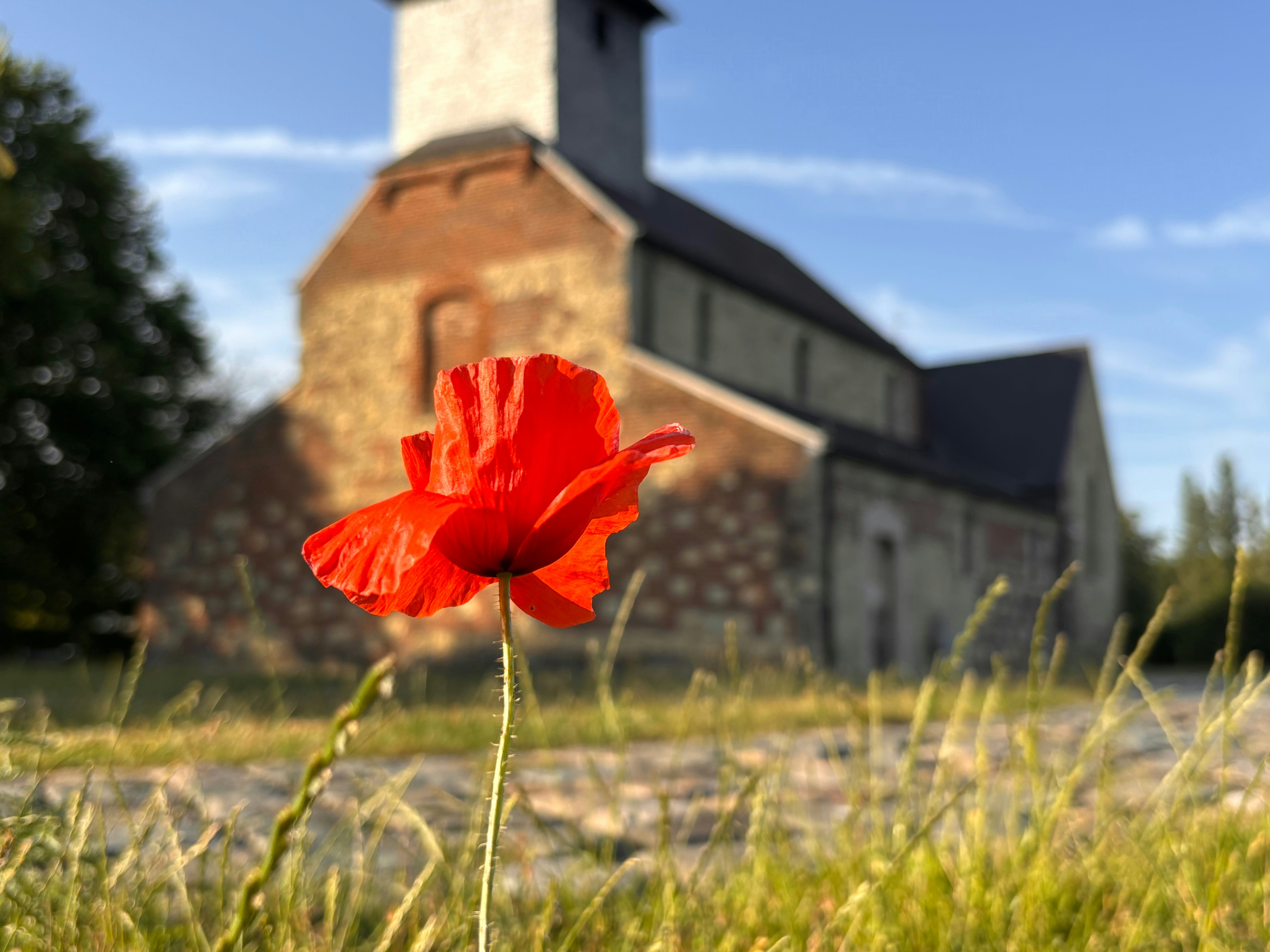 Crimson Poppy Framed by a Weathered Chapel