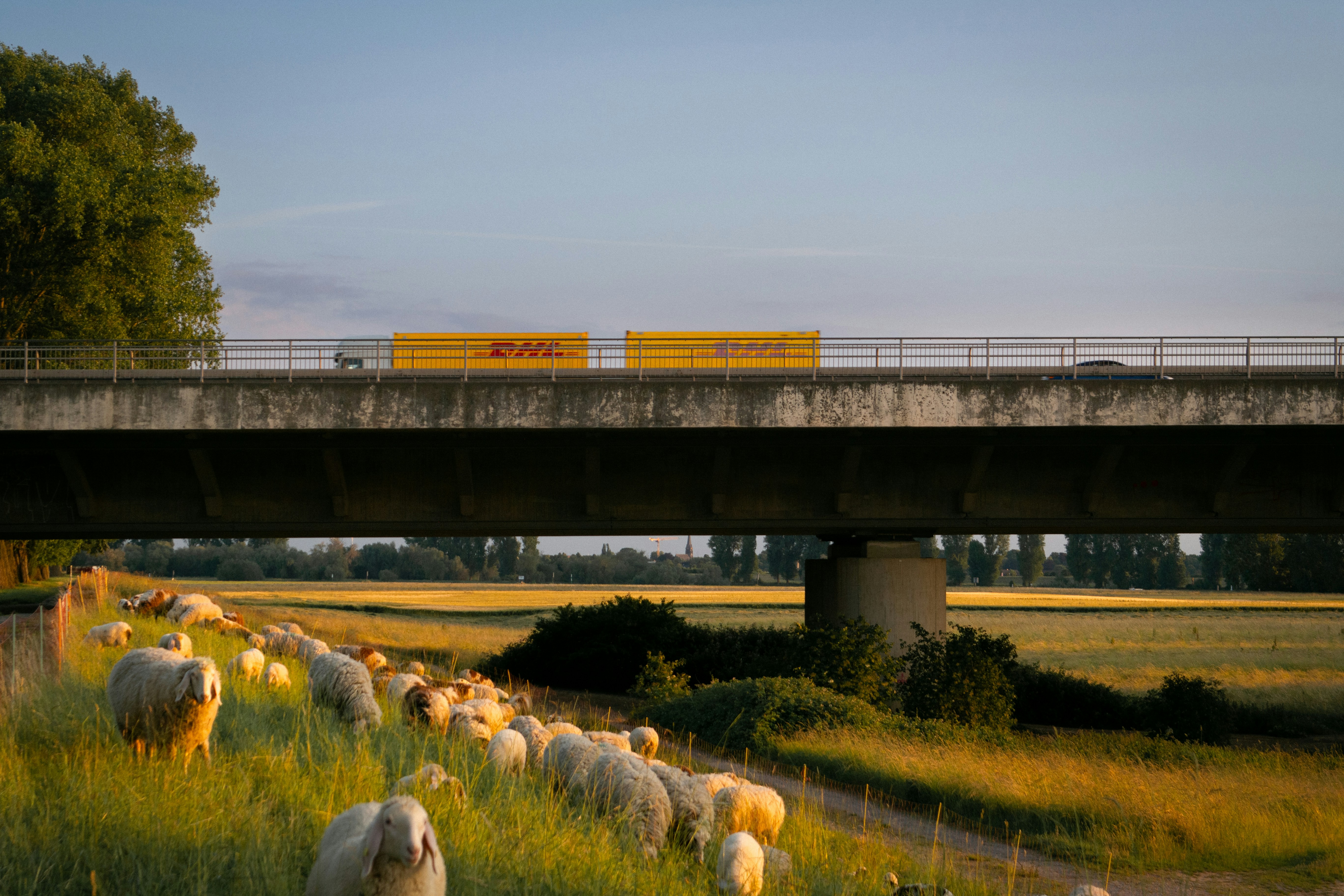 Golden Hour Overpass: Sheep beneath a Bright Rail Bridge