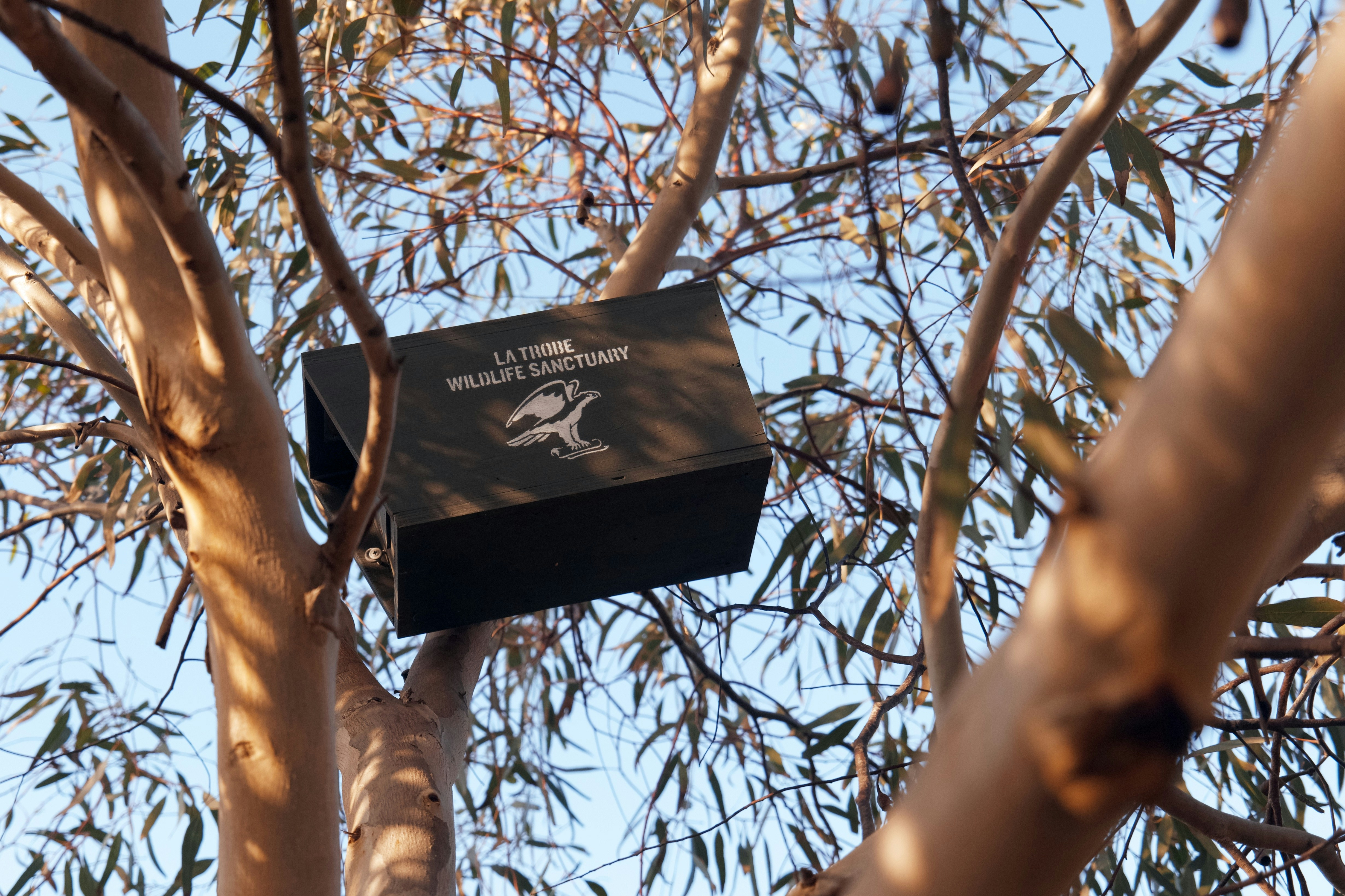 Suspended Wildlife Sanctuary Sign Framed by Sunlit Eucalyptus Branches