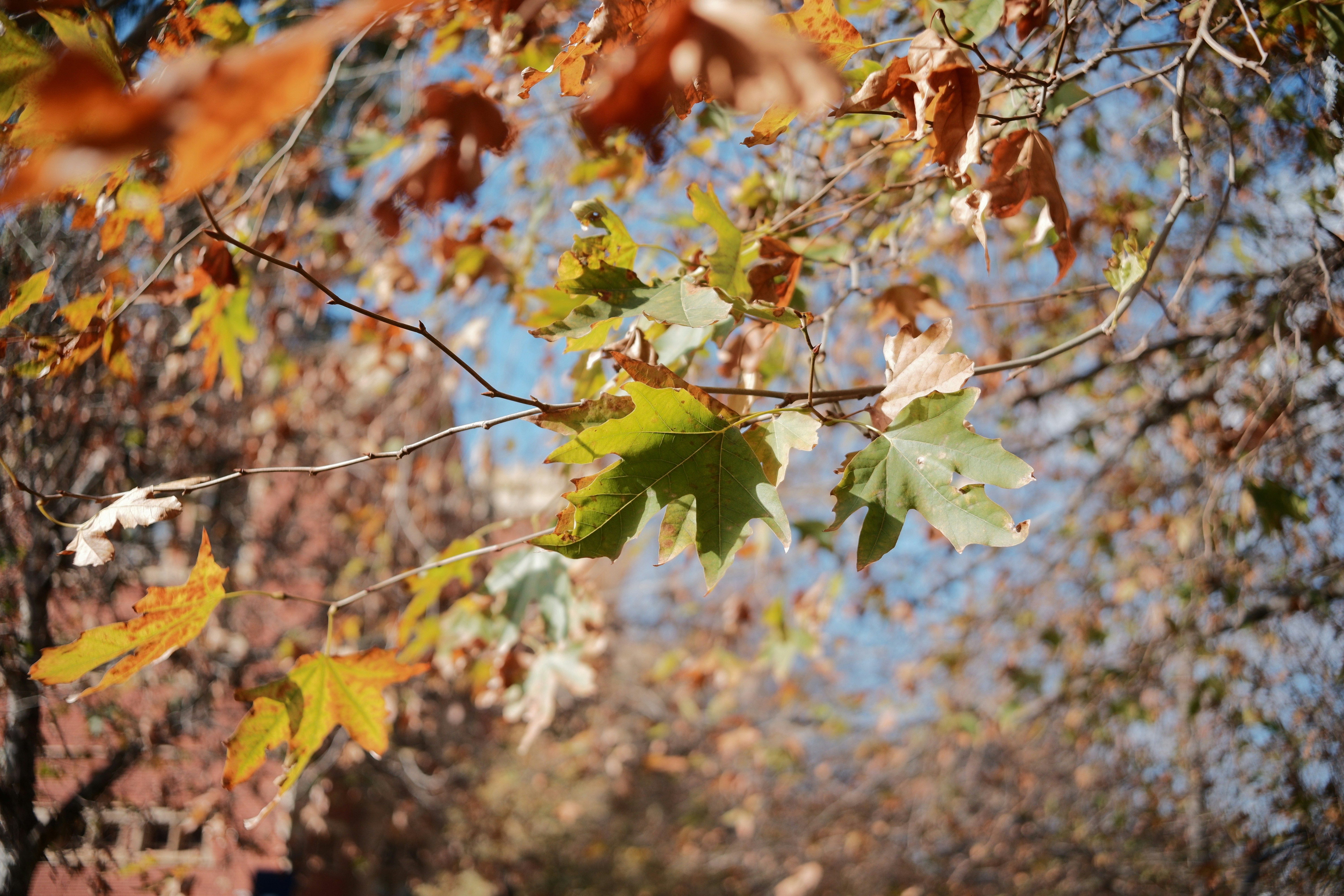 Autumn leaves are changing against a blue sky.