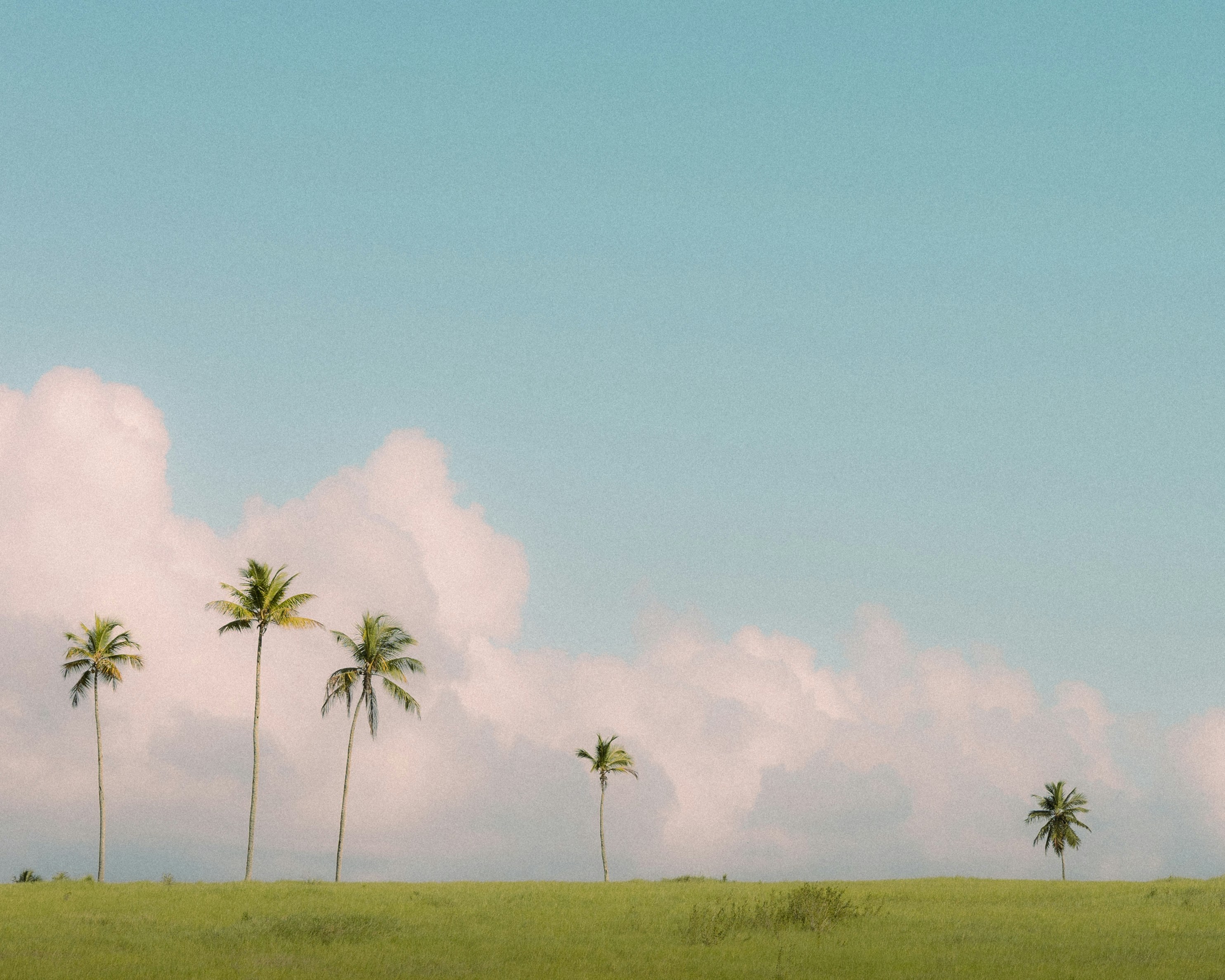 Whispers of the Tropics