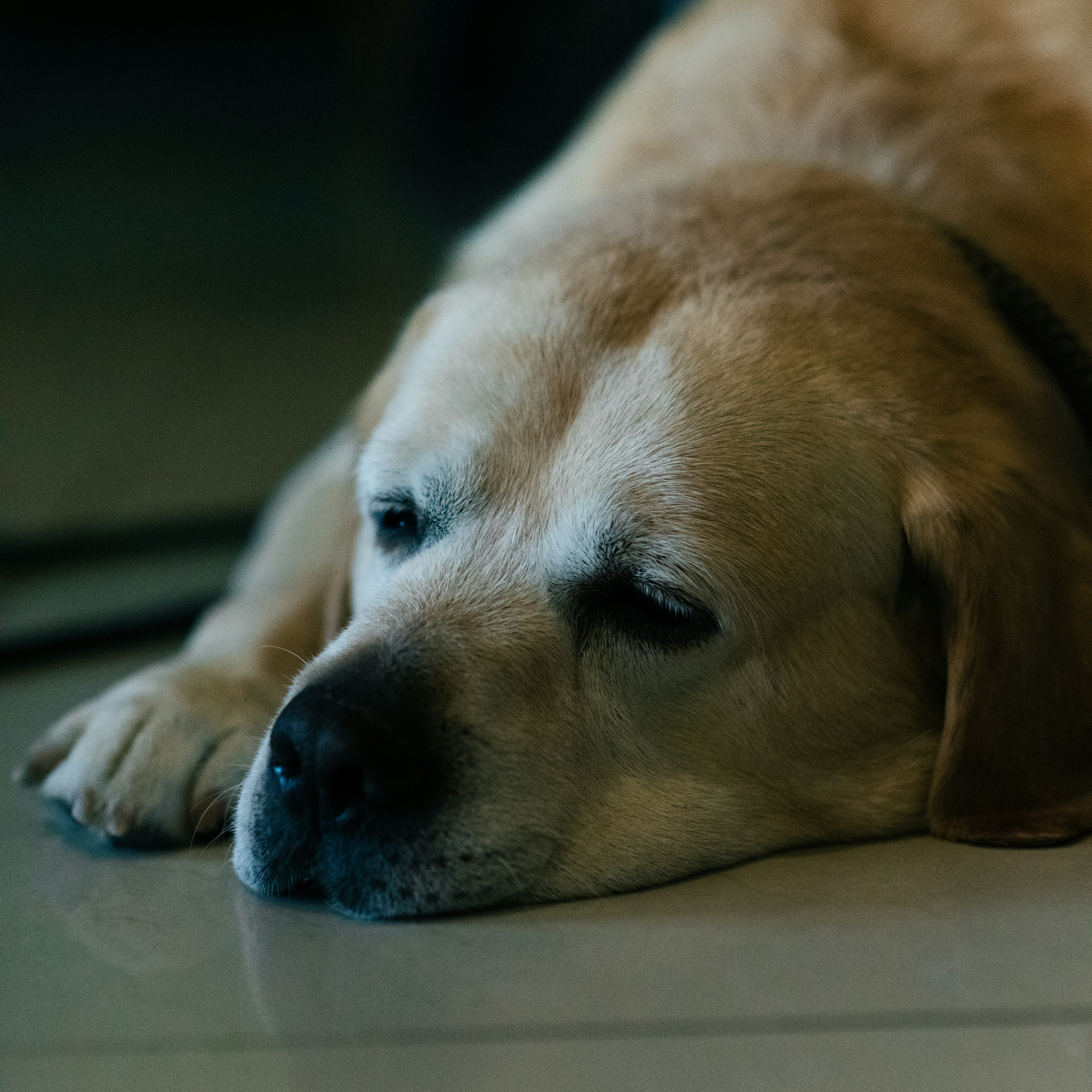A sad labrador retriever is resting on the floor. photo – Free Animal ...