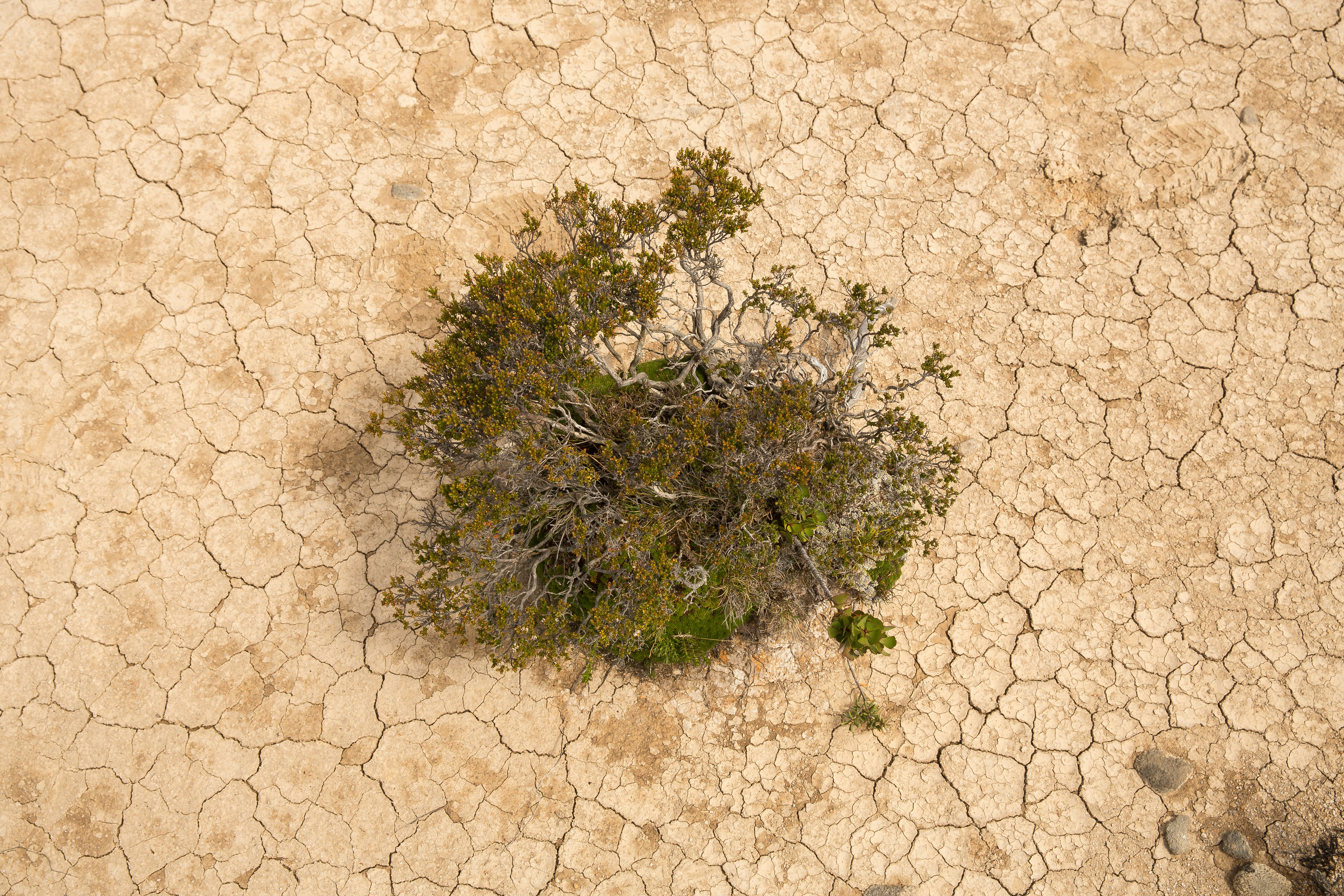 Dry creek bed in Hartz Mountains National Park, Tasmania, Australia. | A bush thrives in cracked, dry desert land.