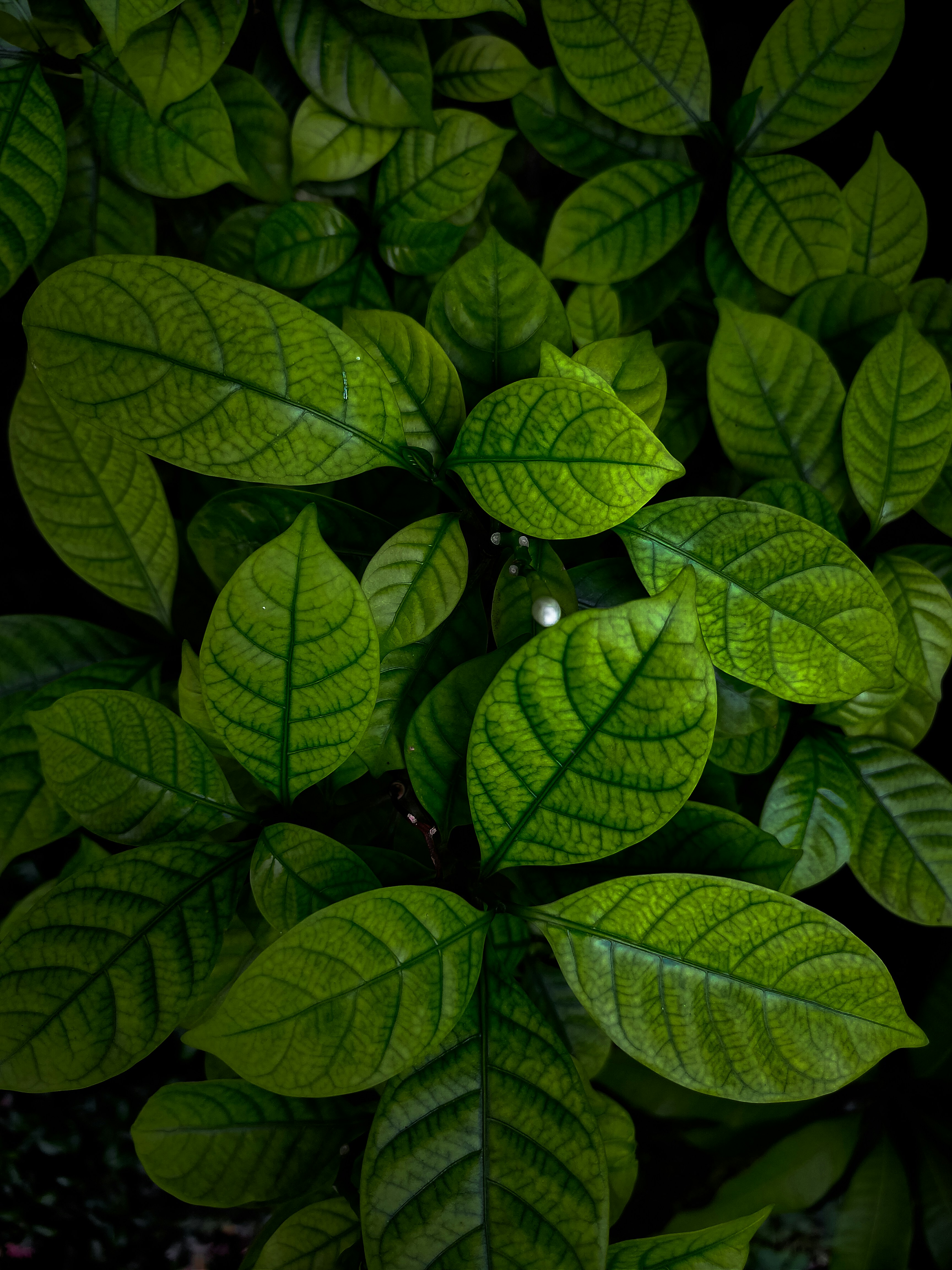 Puru Raj (@puru_rj) | Unsplash Photo Community