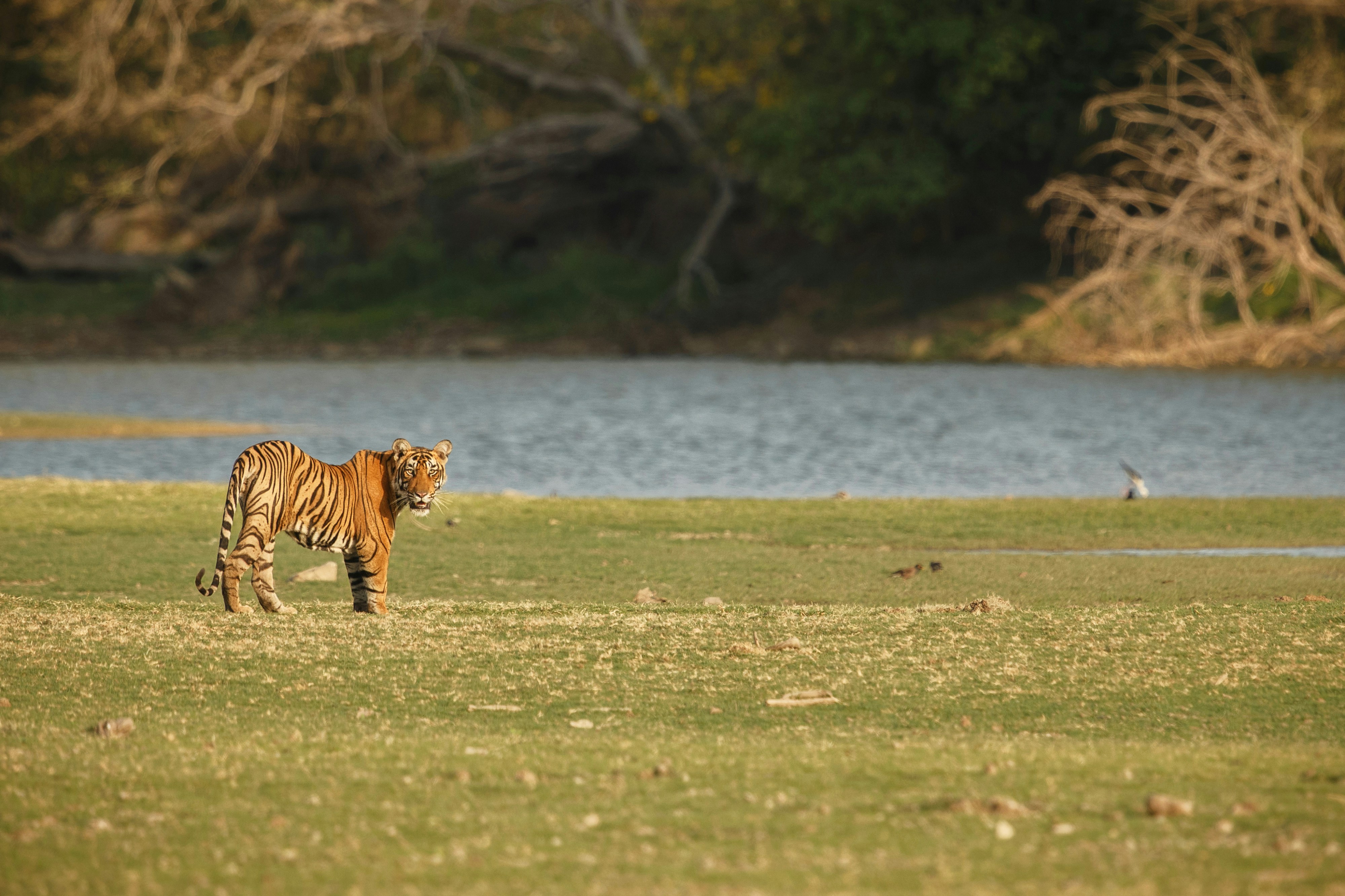 This image captures a majestic Royal Bengal Tiger standing alert in the wild, set against the serene backdrop of a water body, most likely in Ranthambhore National Park. The tiger is positioned on open grassland, looking back directly toward the camera with a piercing gaze, exuding both power and grace. The background shows a mix of dense green foliage and dry tree branches, highlighting the contrasting elements of the jungle. The calm lake adds a tranquil touch to the scene, suggesting that the tiger might have just come for a drink or a stroll near the water. https://indiantigersafaris.com/ | A tiger stands gracefully near a body of water.