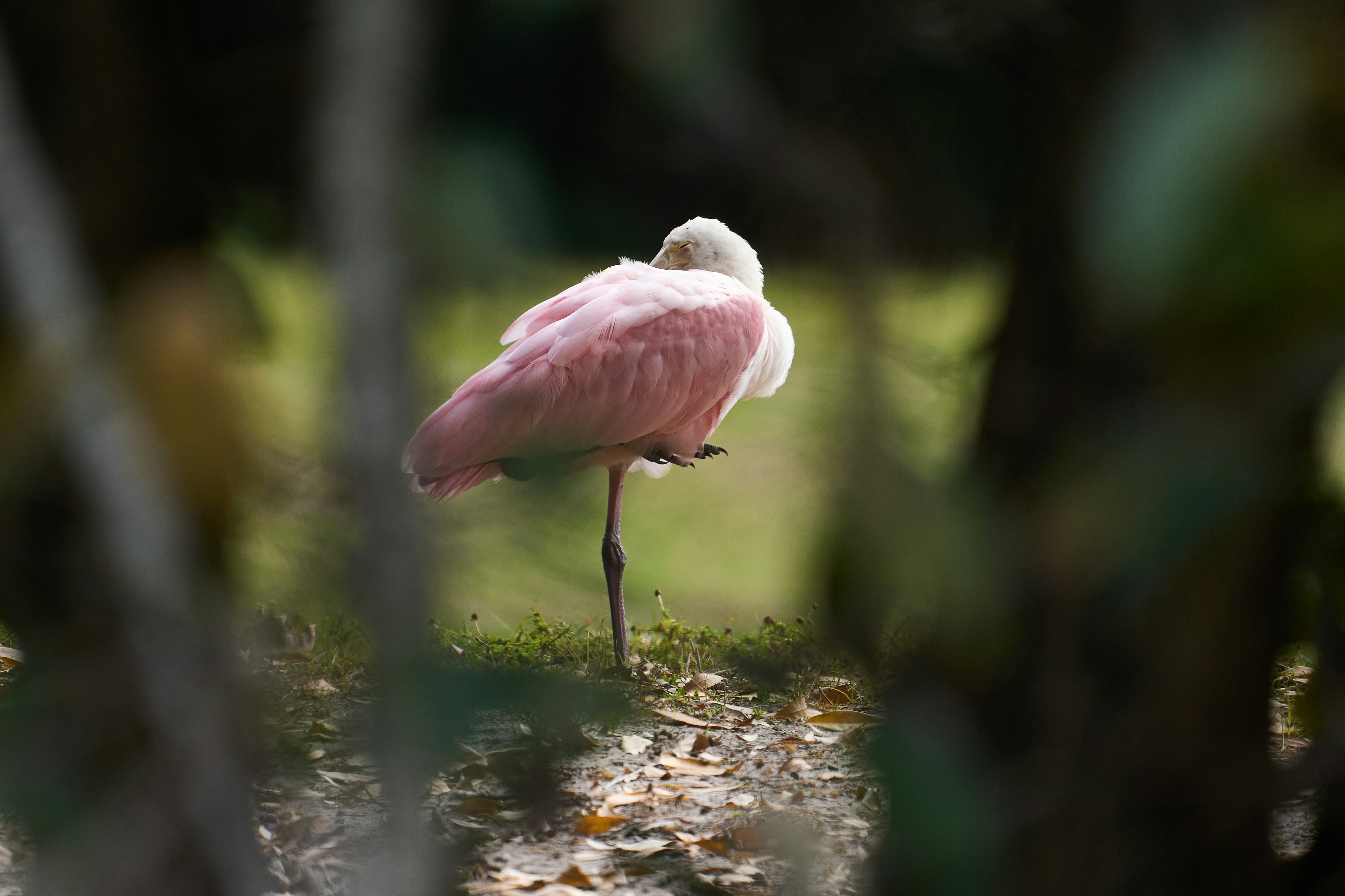 One-Legged Pink Flamingo in Dappled Light on a Leafy Path