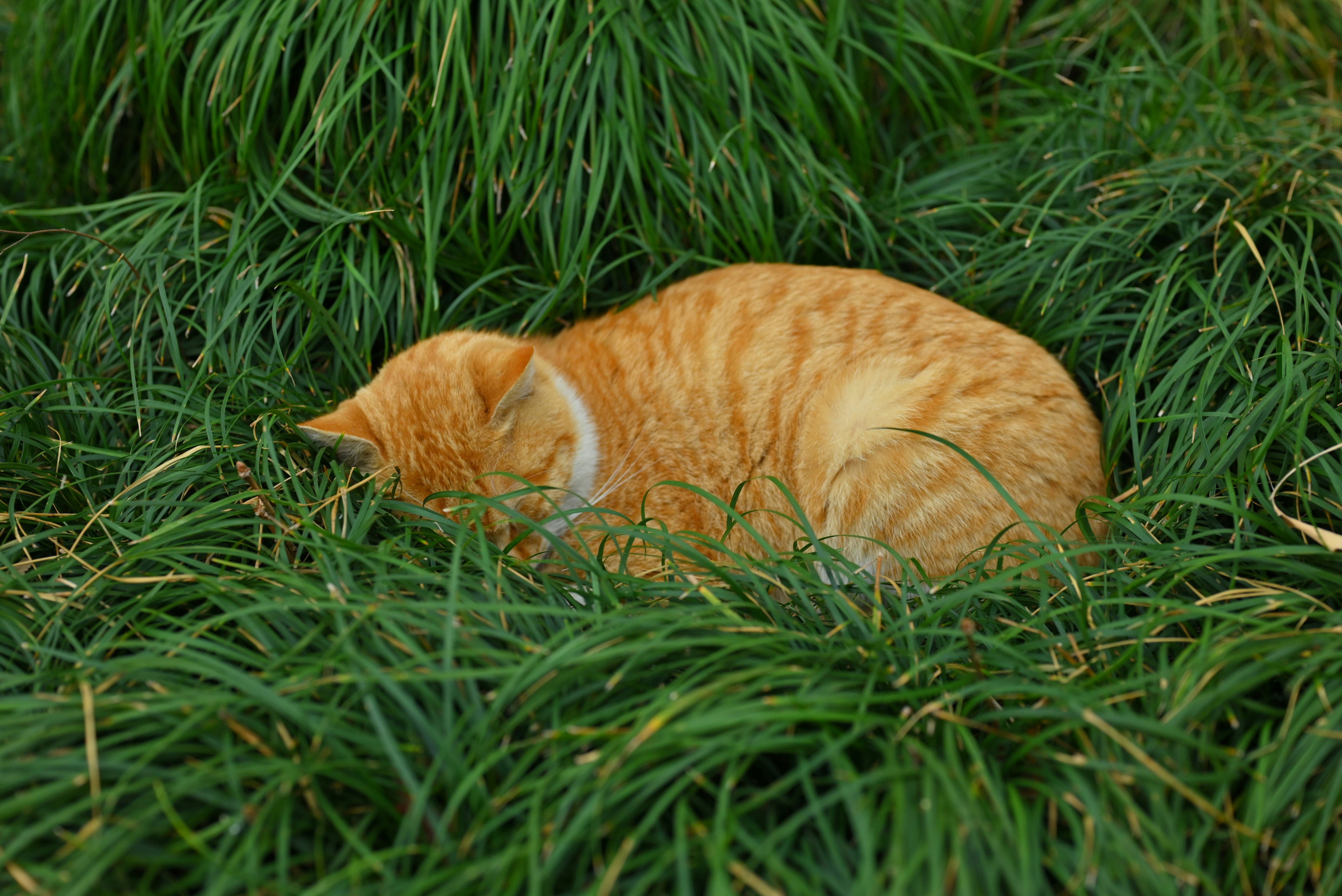 An orange cat nestled among lush green grass, embodying tranquility and comfort.