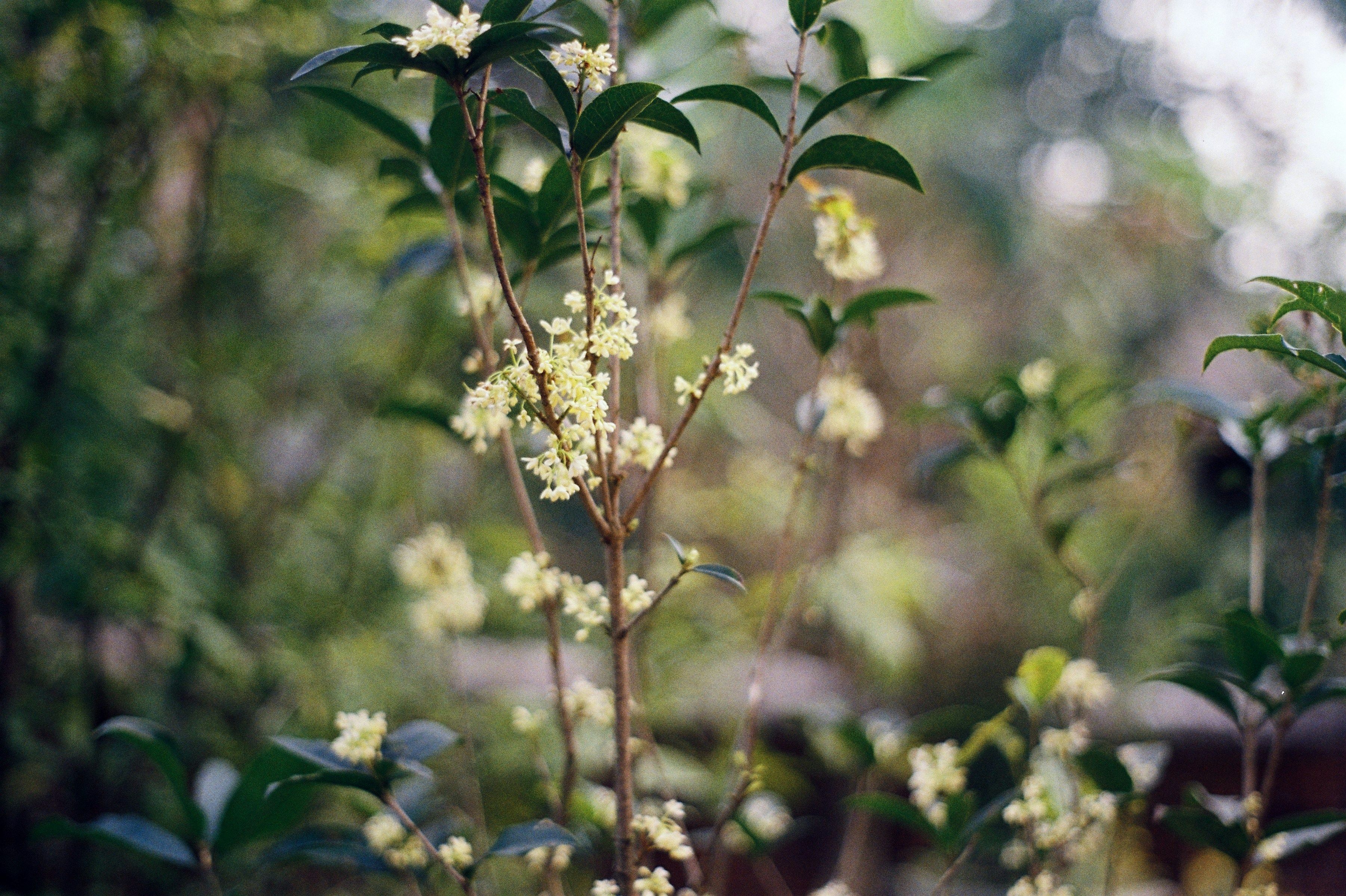 Whispers of Spring: A Floral Elegy