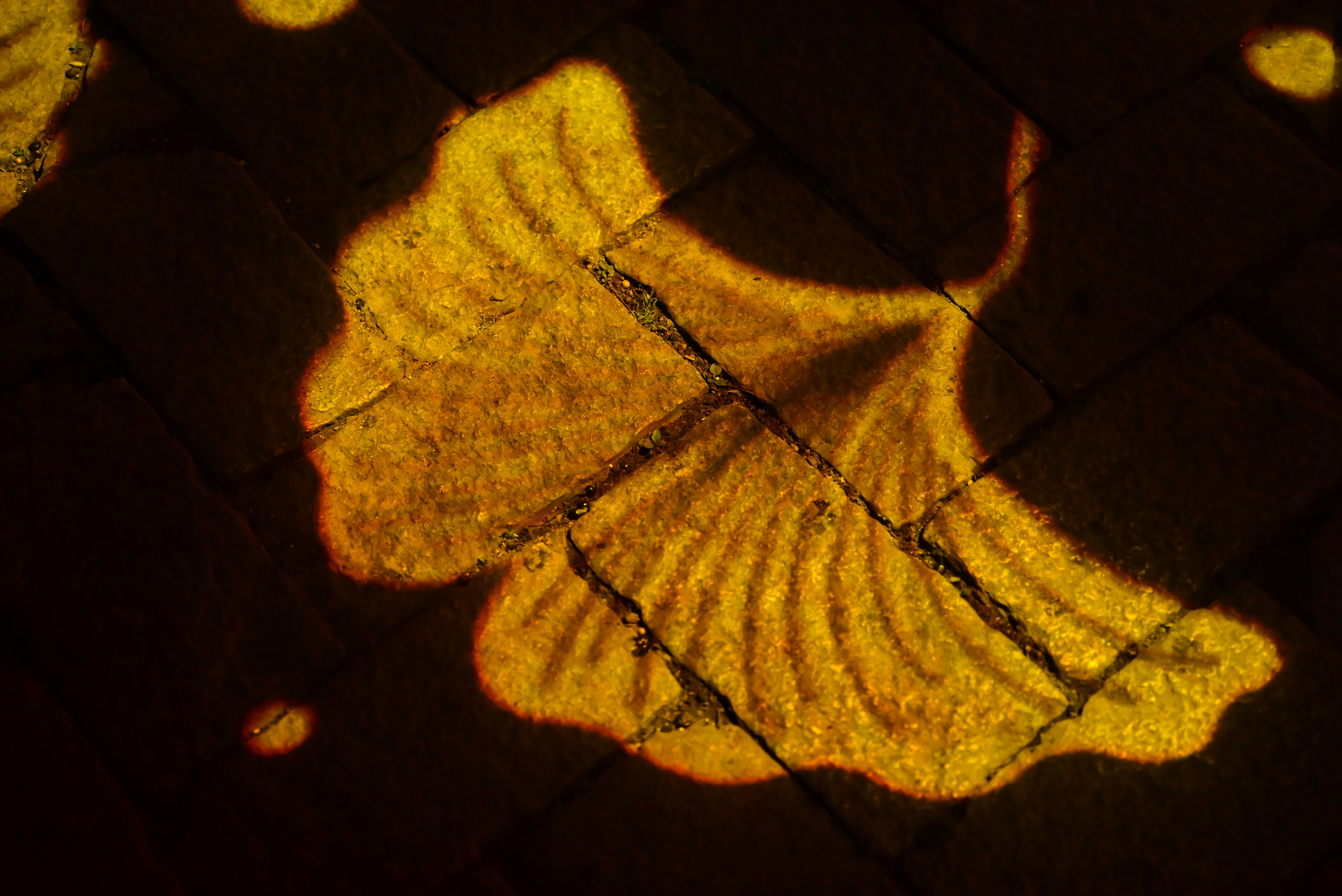 Projection of ginkgo leaves | A gingko leaf is illuminated with a golden glow.