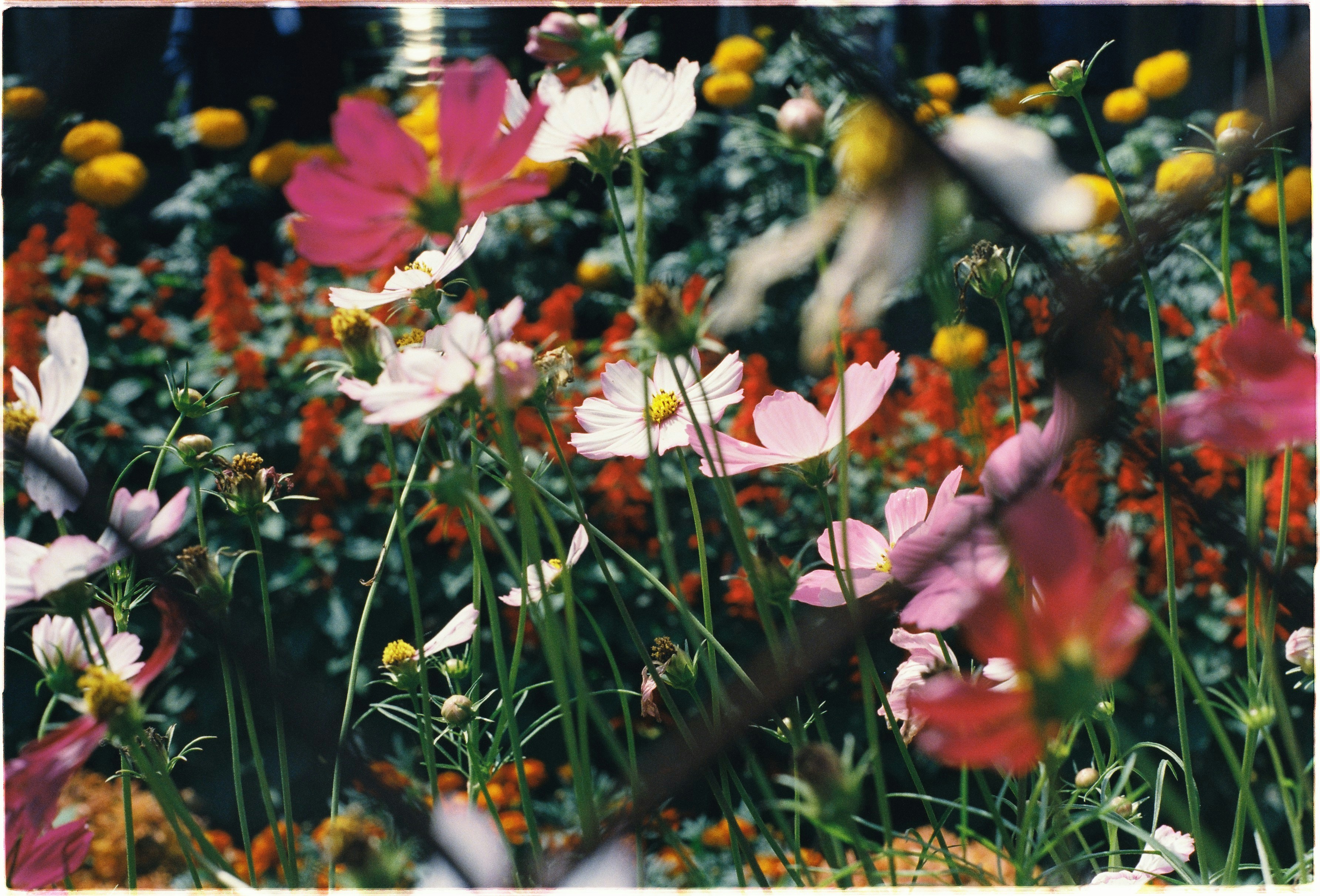 Vibrant wildflowers bloom in a garden, with delicate pink cosmos in the foreground and bursts of yellow and red blooms in the background.
