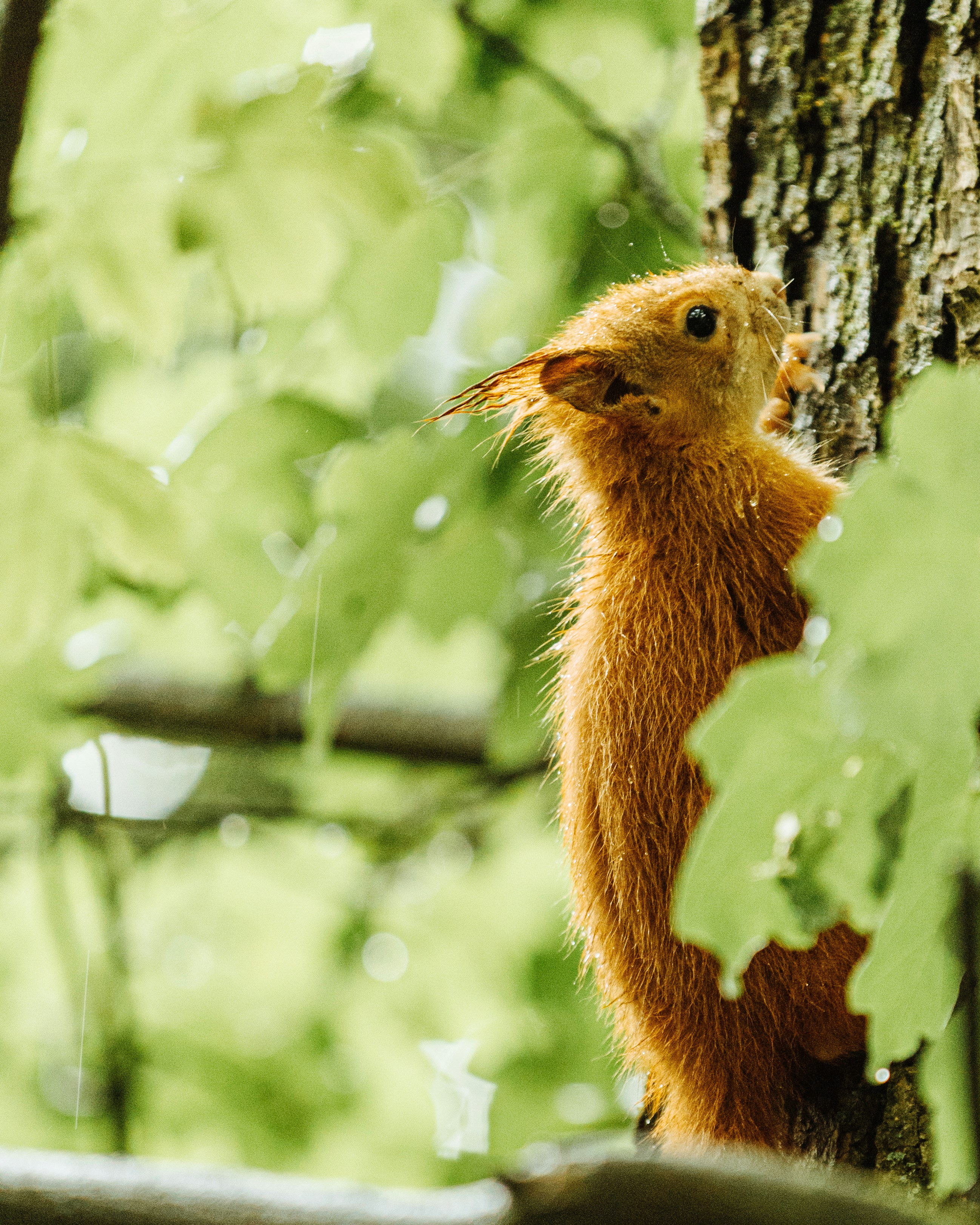 Sunlit Crimson Climber: A Red Squirrel in a Leafy Cathedral