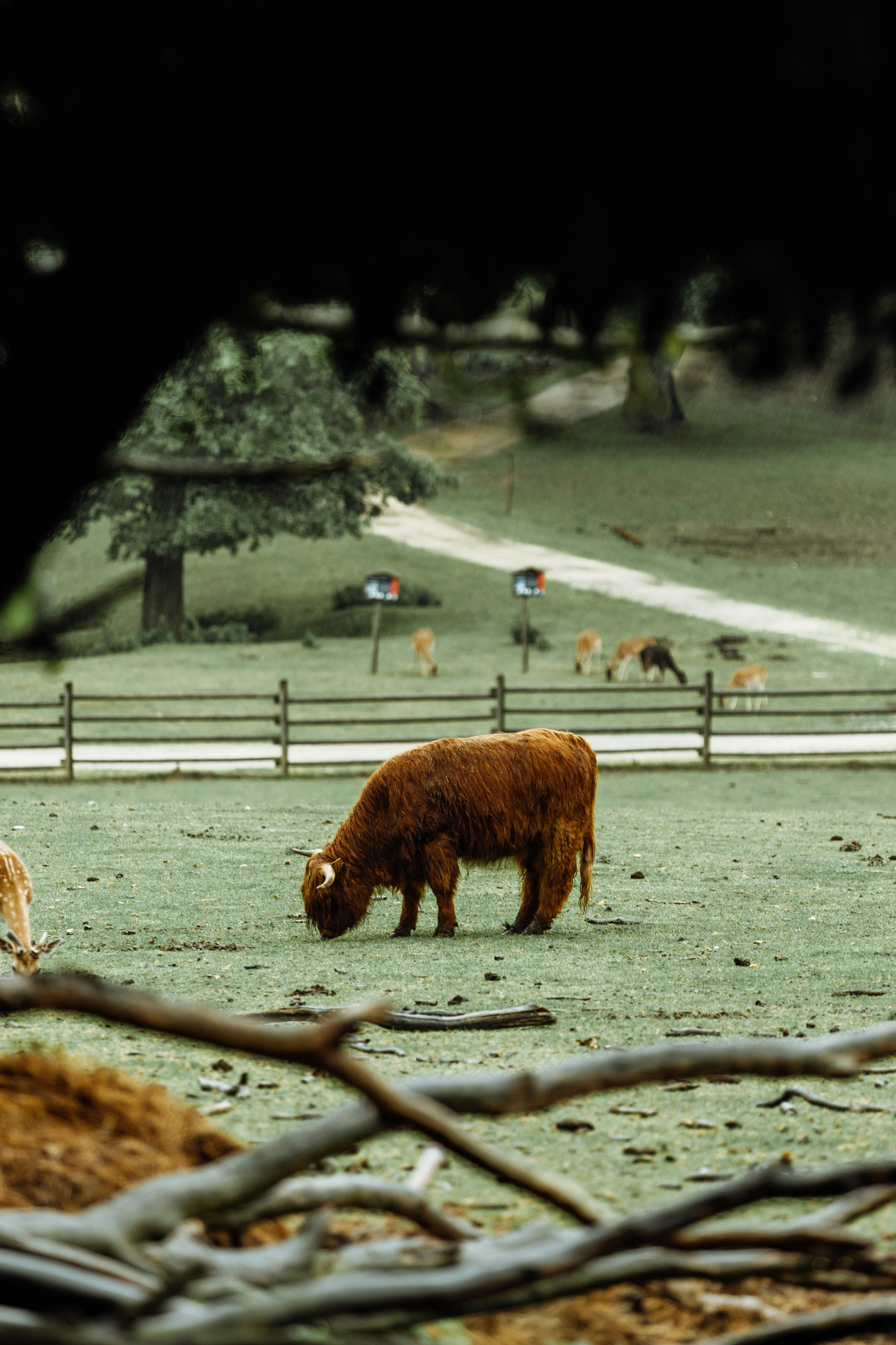 Grazing Harmony in the Pastoral Landscape