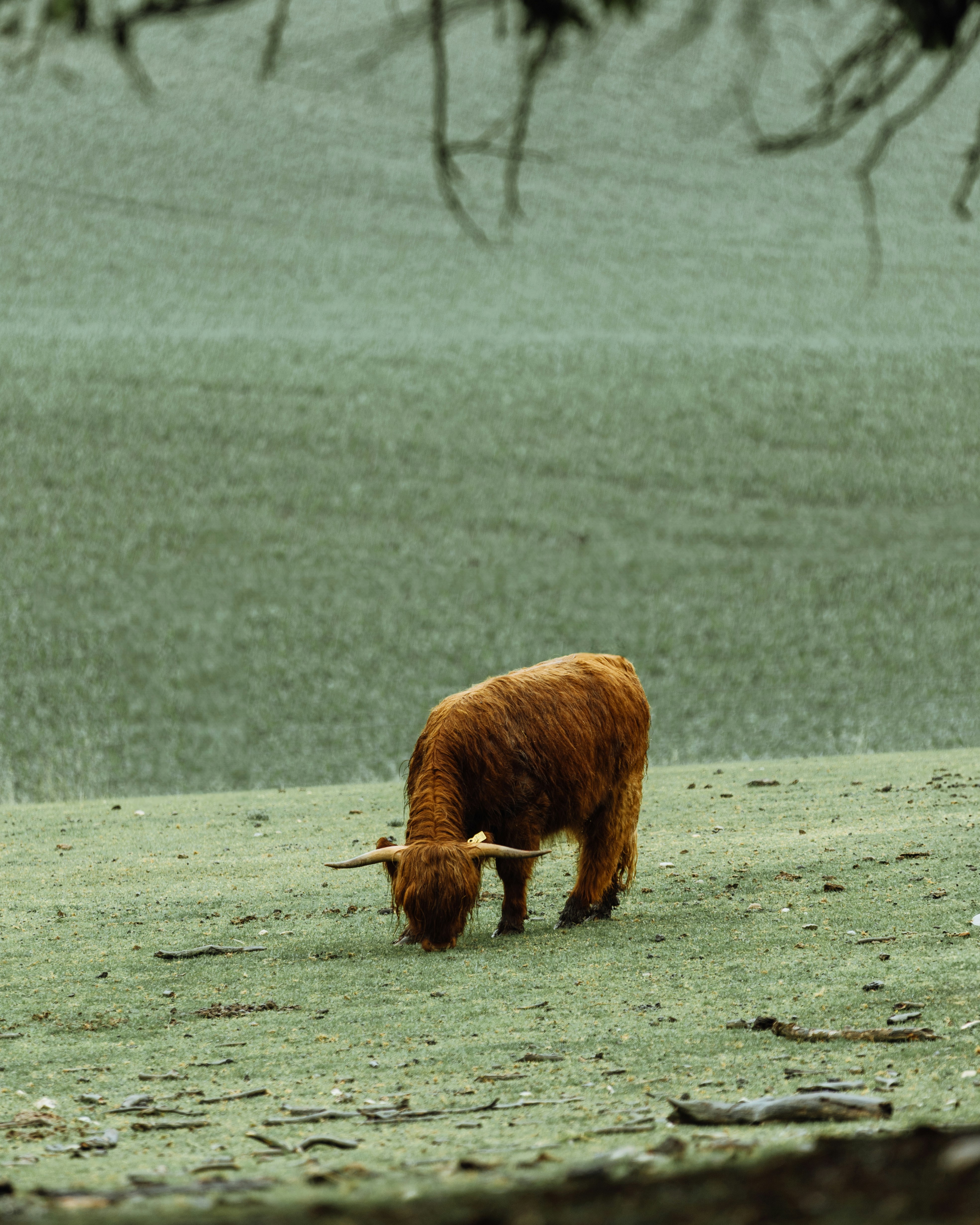 Highland cow foraging on lush, green grass under a serene sky. The scene captures the essence of rural life.