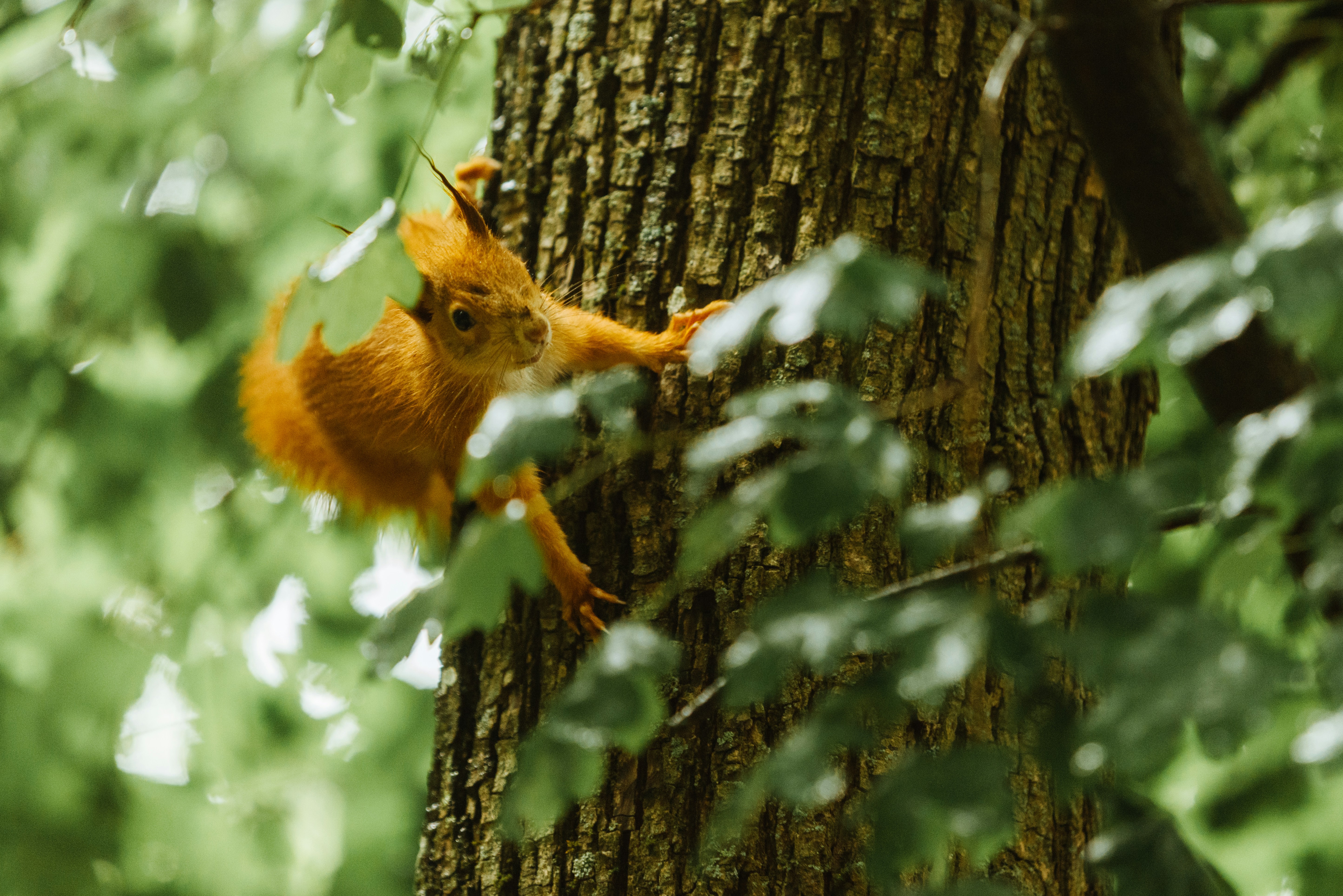 Amber Acrobat on the Bark: A Red Squirrel Grasping a Tree