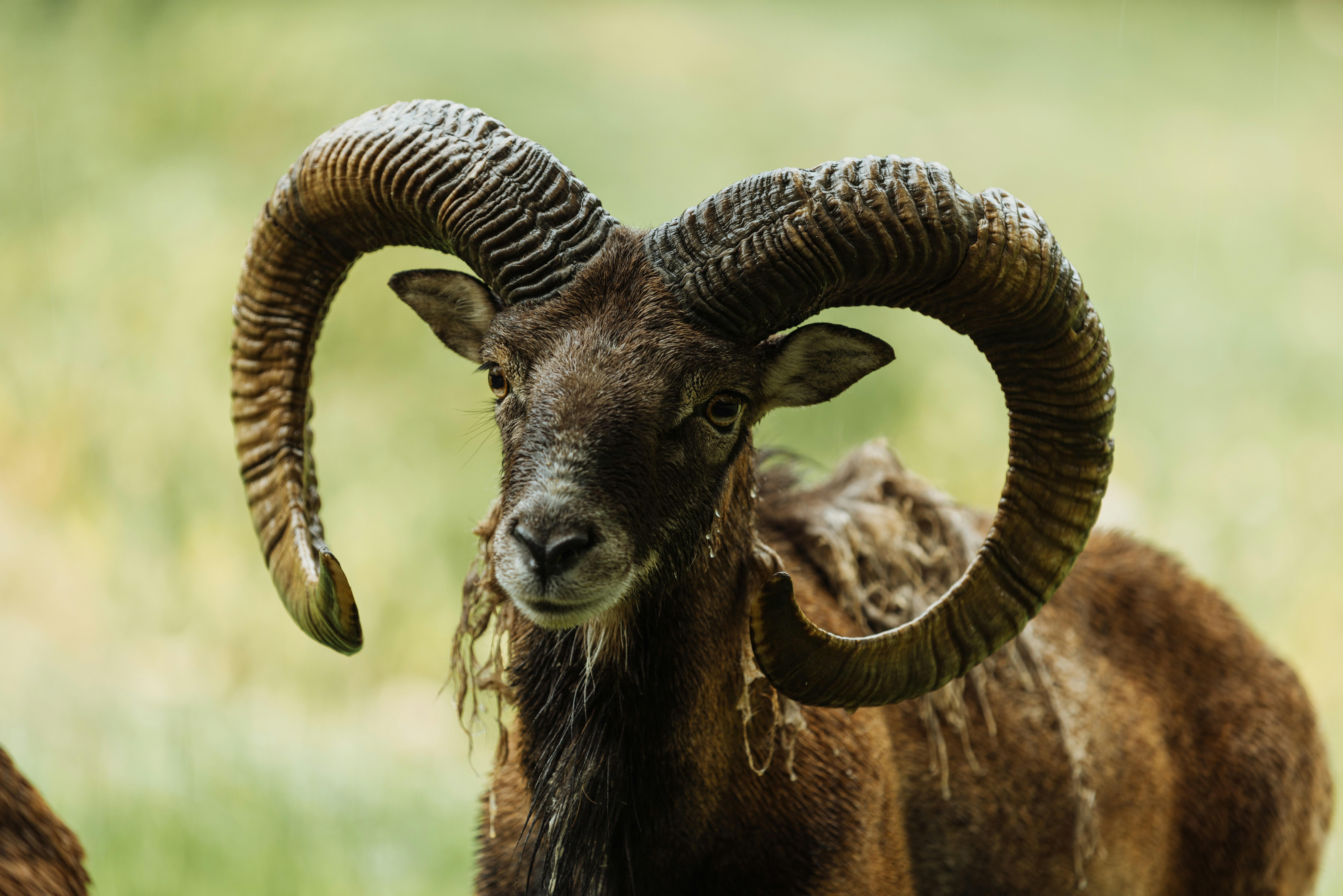 Close-up of a ram with impressive curled horns, showcasing its expressive features and textured fur against a blurred natural background.