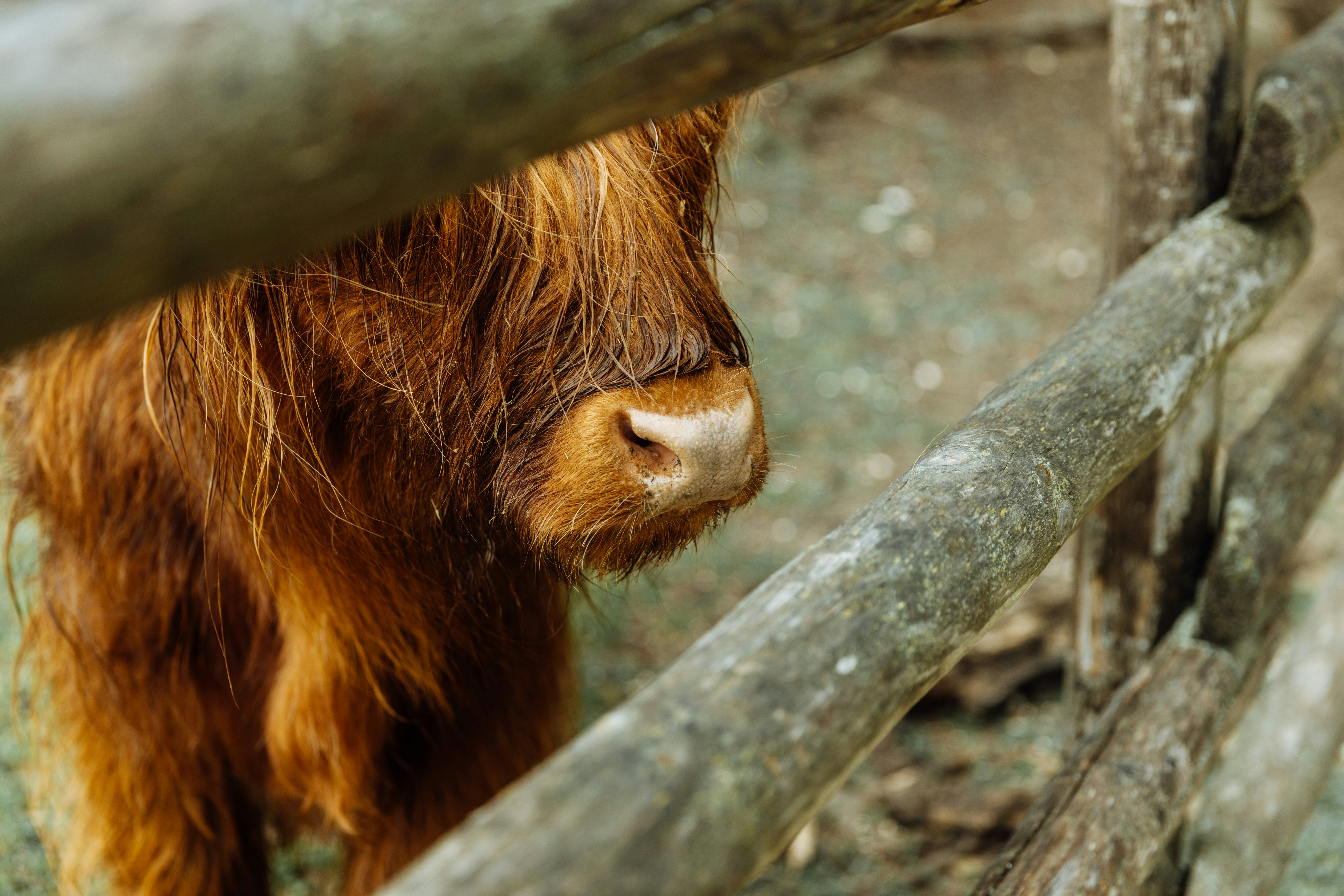 Whiskers and Wood: A Highland Encounter