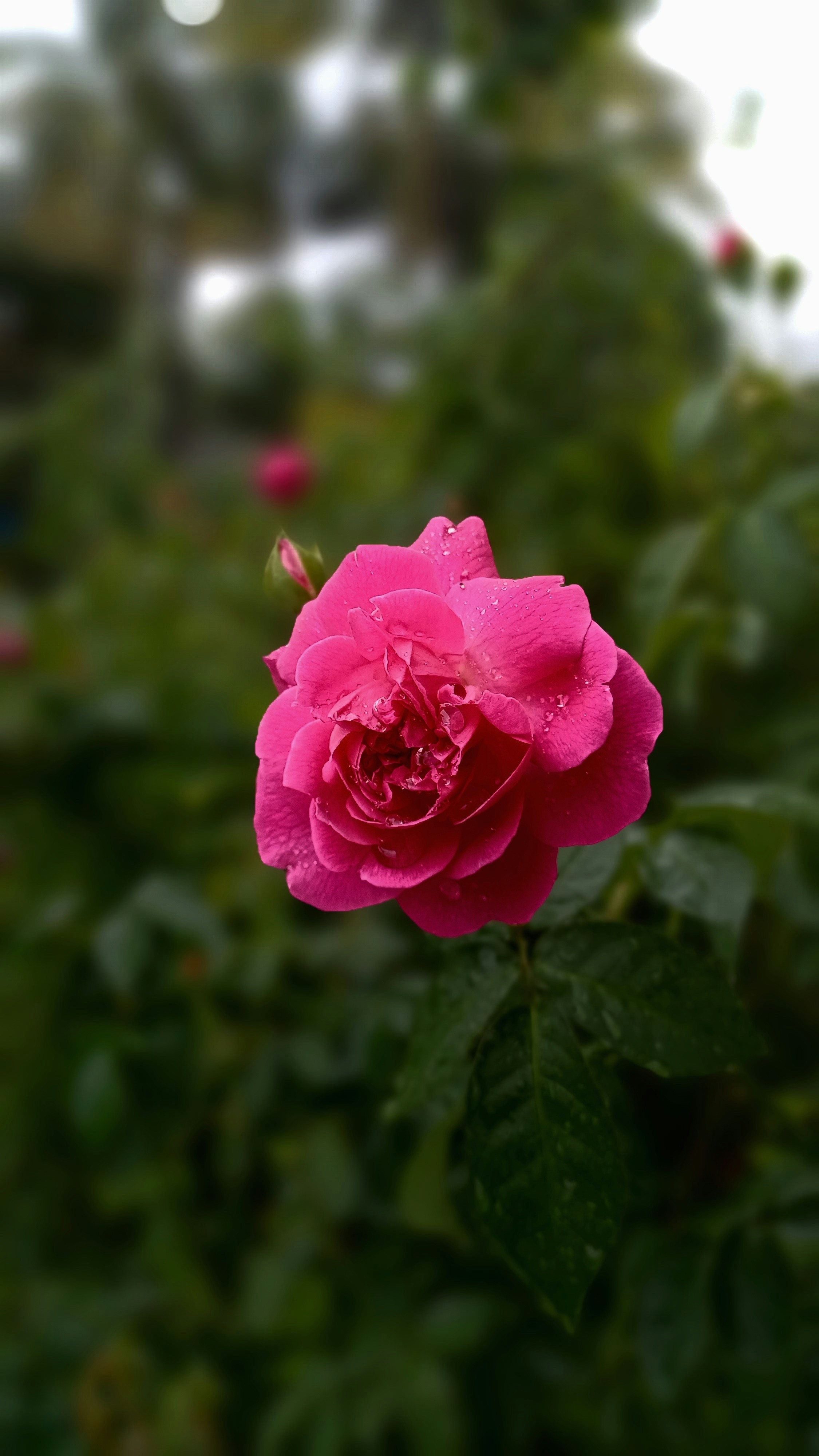 A beautiful pink rose blooms in a garden.