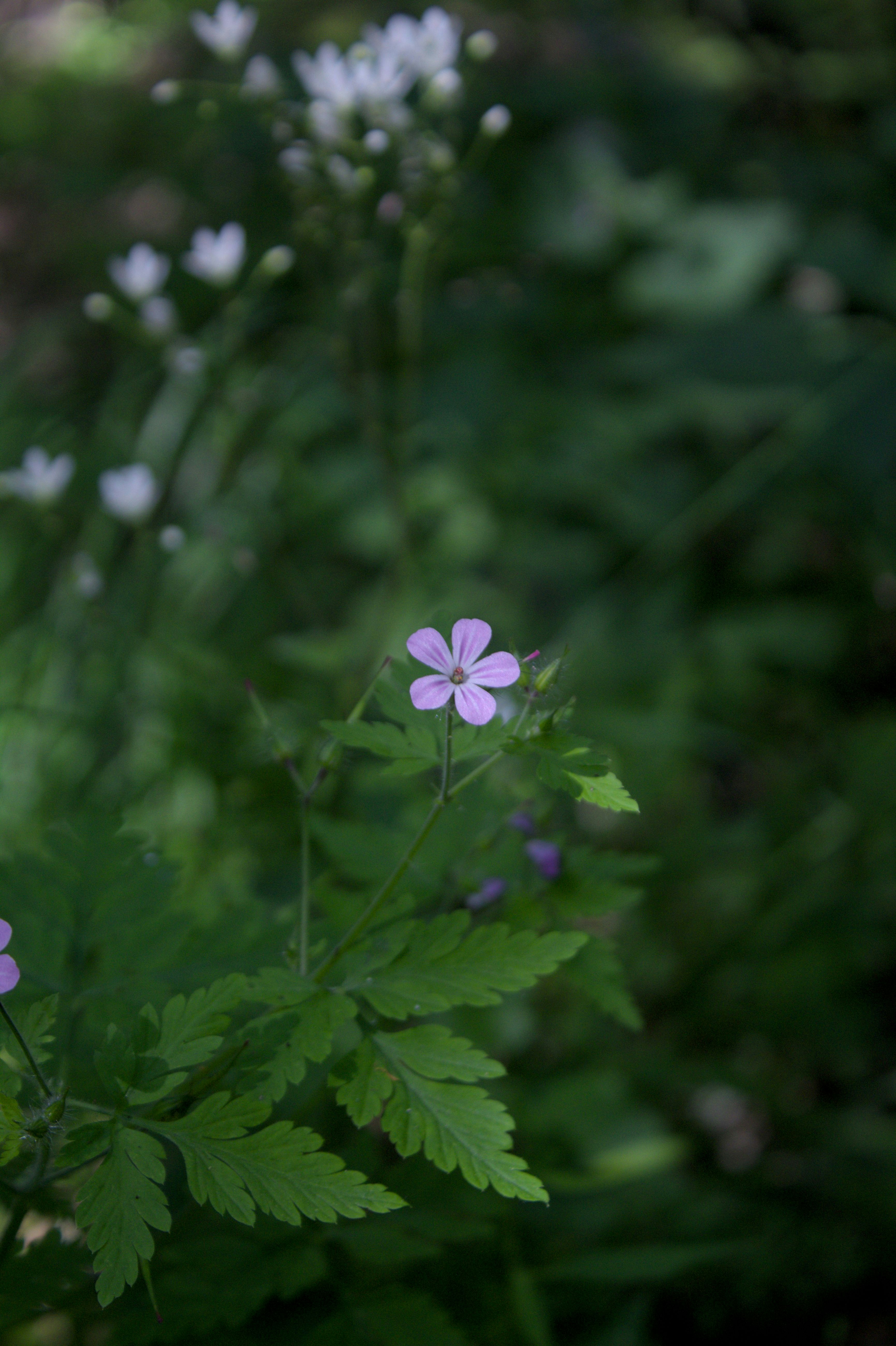 A delicate, purple flower blooms in the forest.