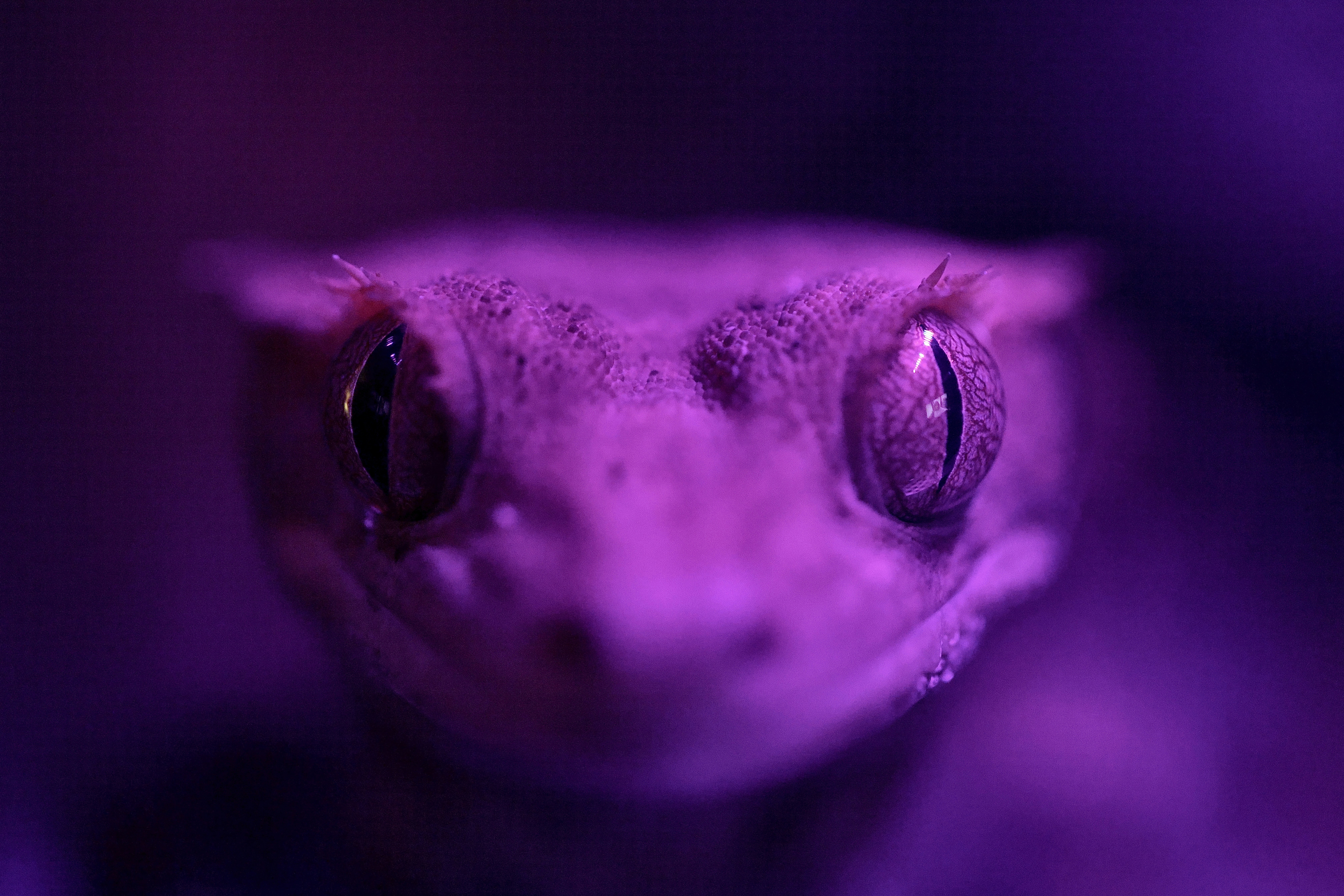 Mystique of the Night: A Gecko's Gaze