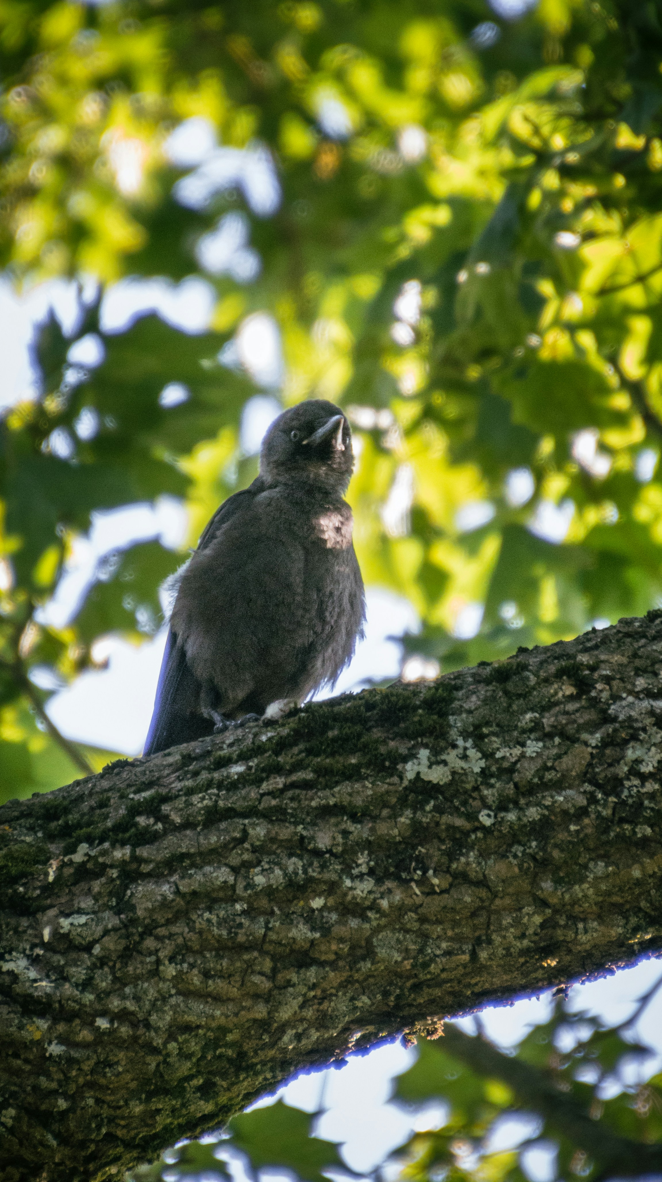 A Feathered Guardian on a Mossy Perch