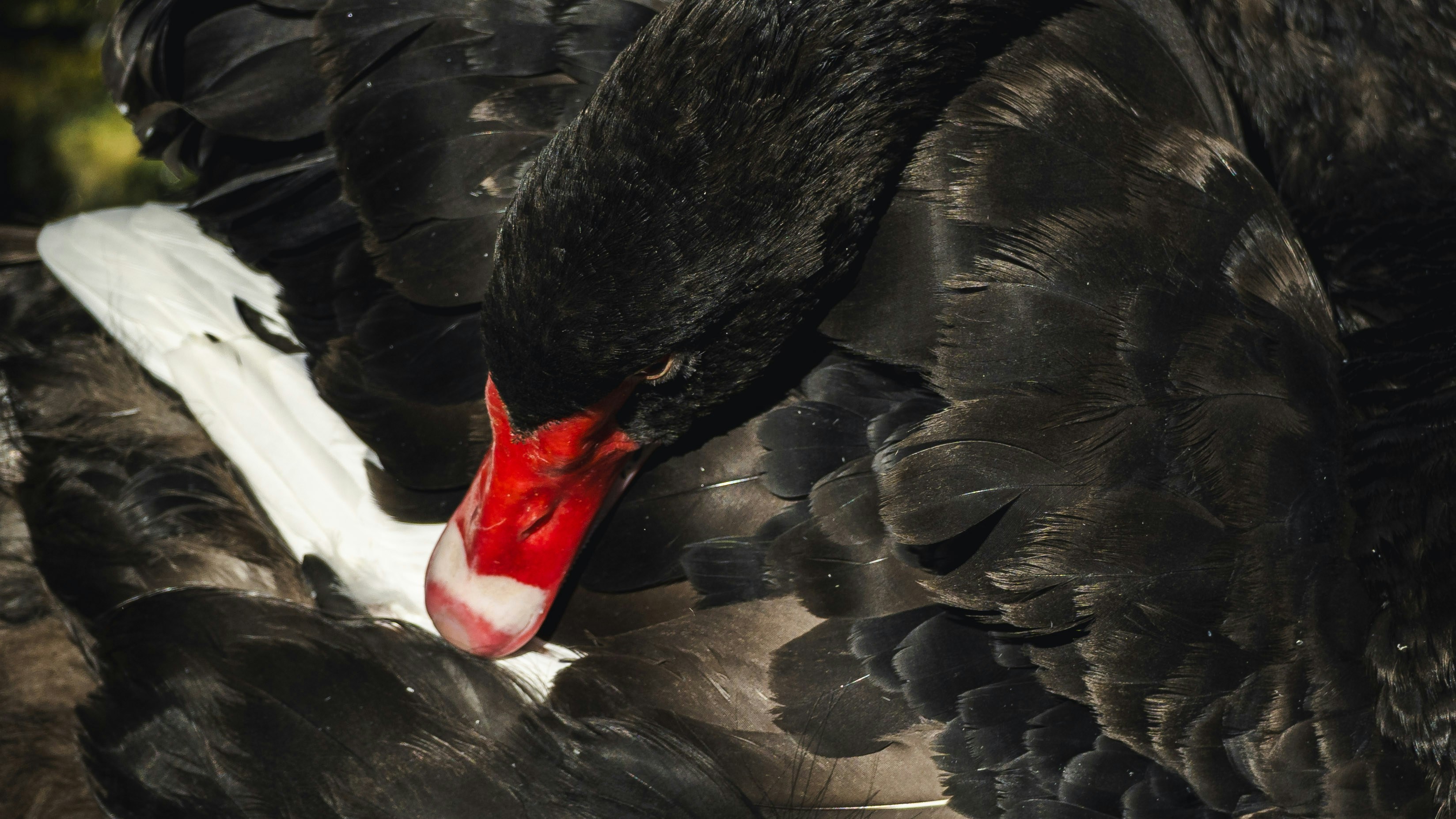 Black swan preening its feathers. photo – Free Man Image on Unsplash