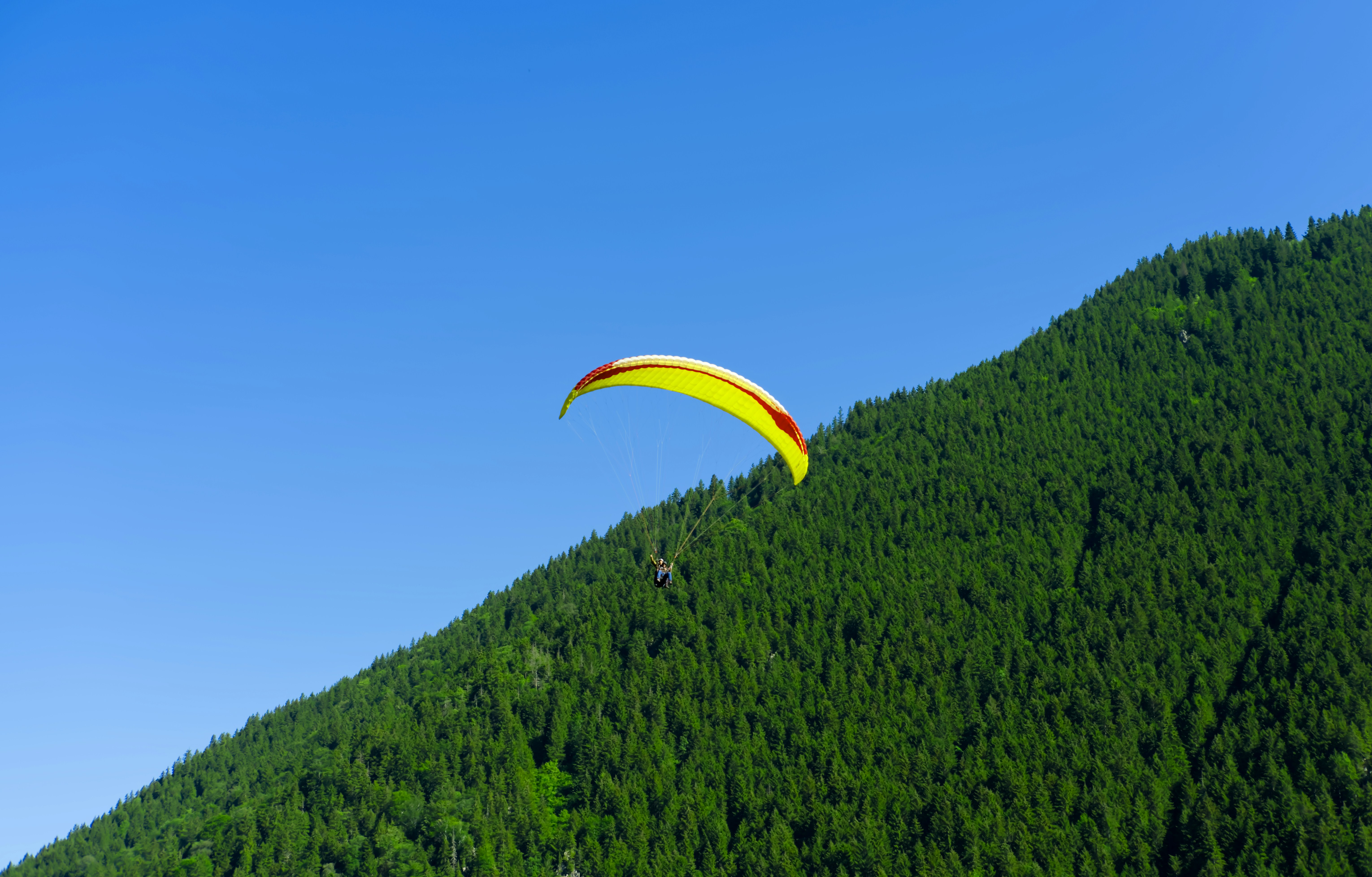 Soaring Above the Emerald Canopy