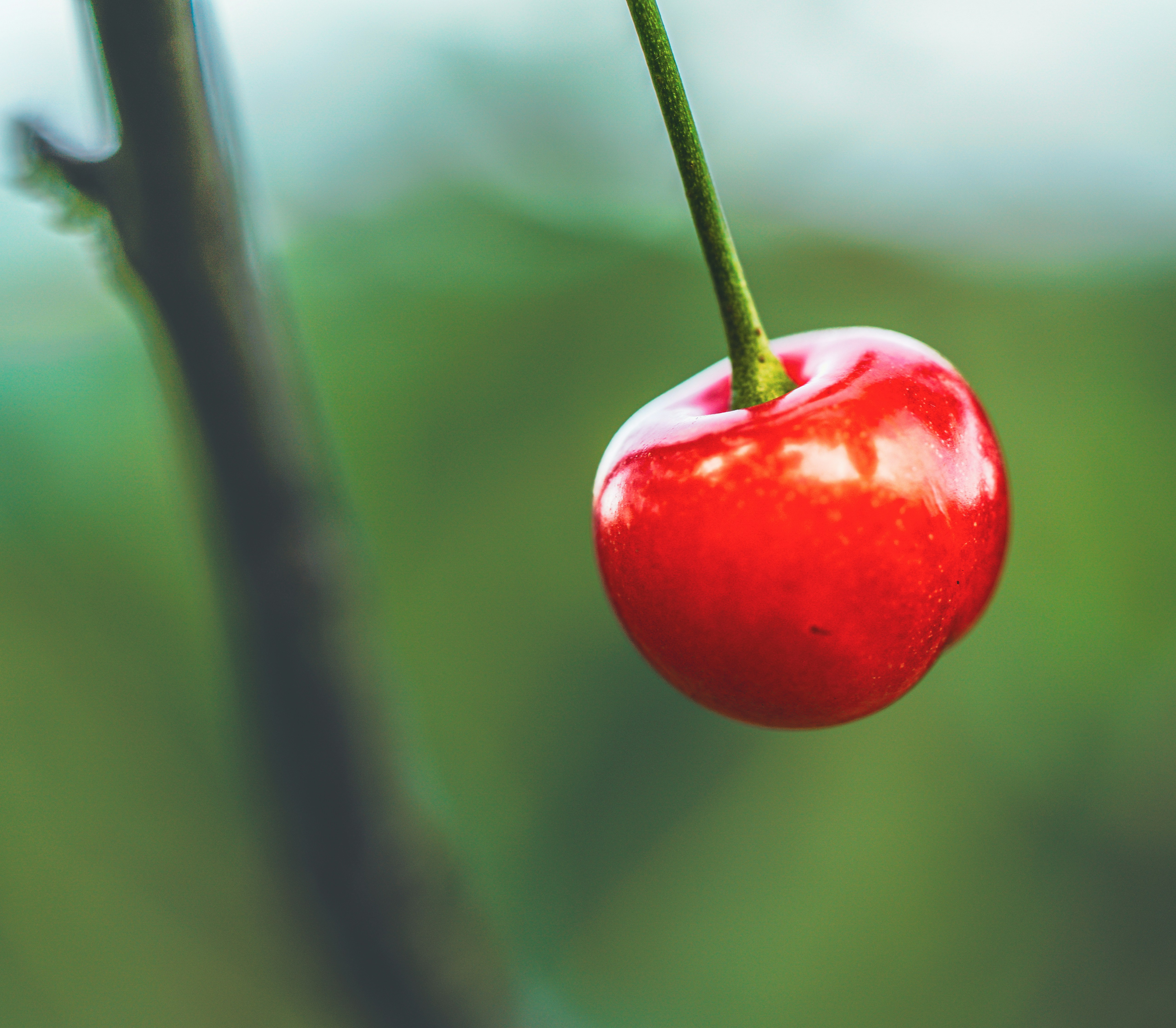 Bright red cherry hanging from a slender green stem, set against a soft-focus background of lush greenery.