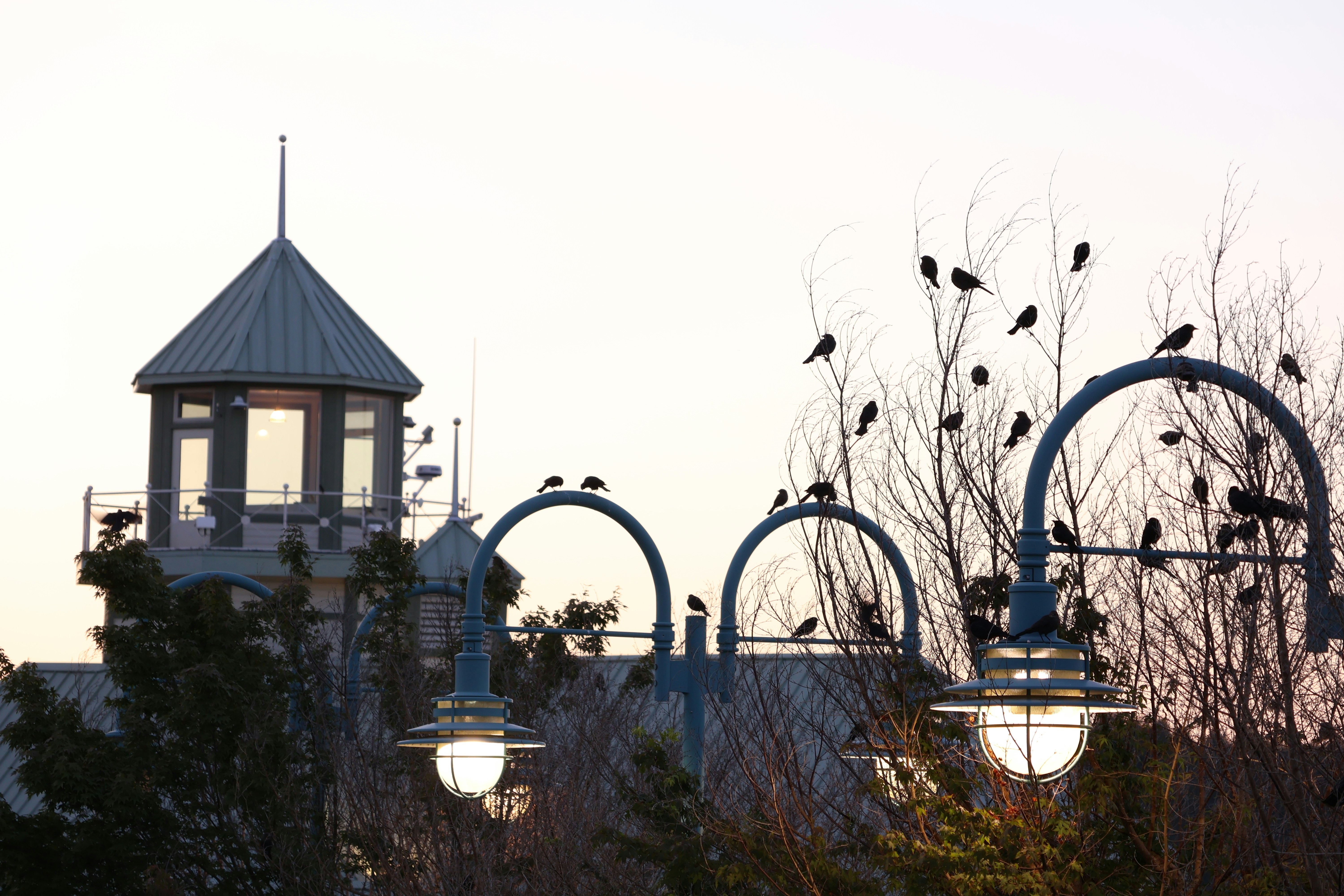 Orbits of Light: Birds on Park Lanterns at Dusk
