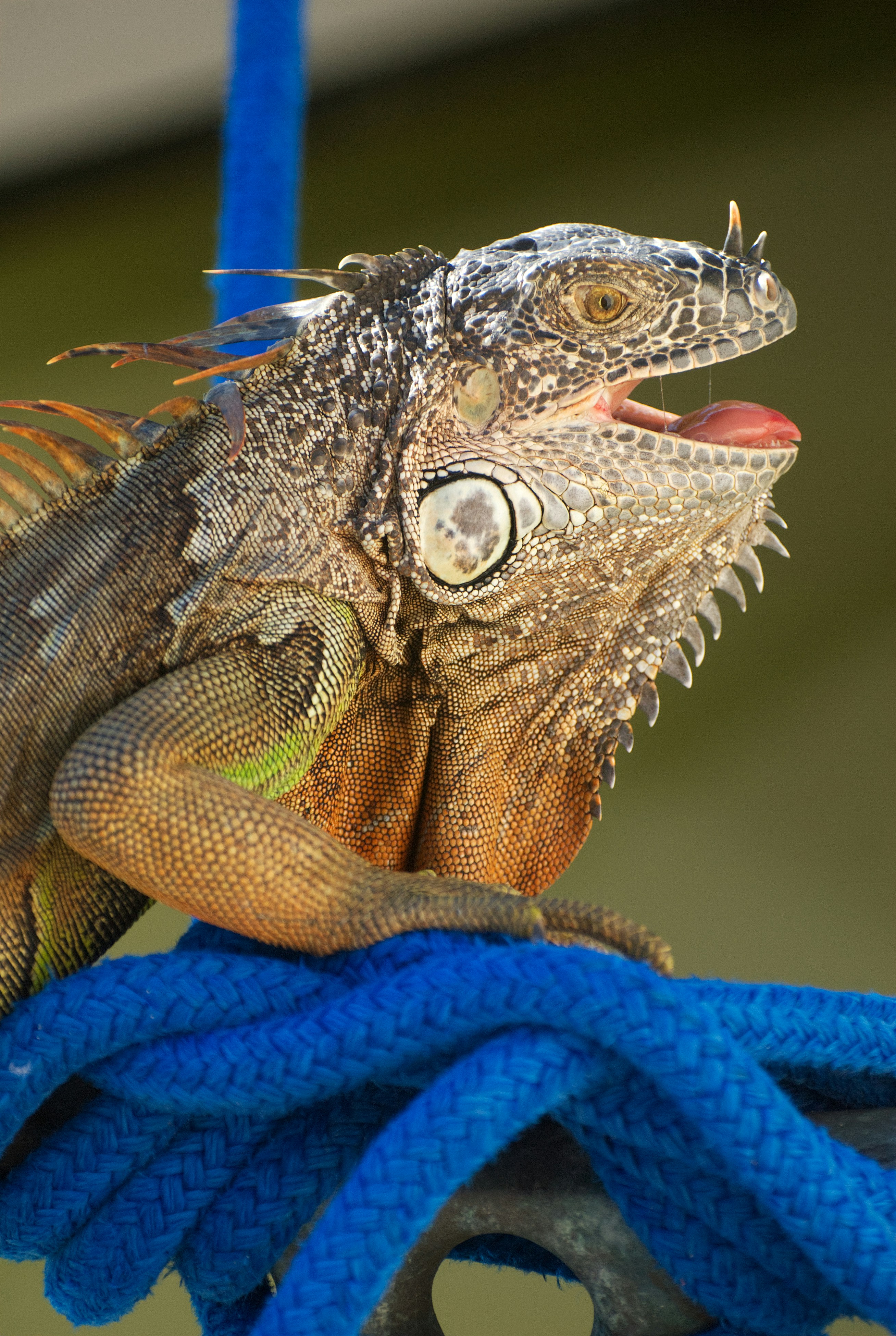 Iguana Close-Up: Eye Contact and Spiked Crest on Electric-Blue Rope