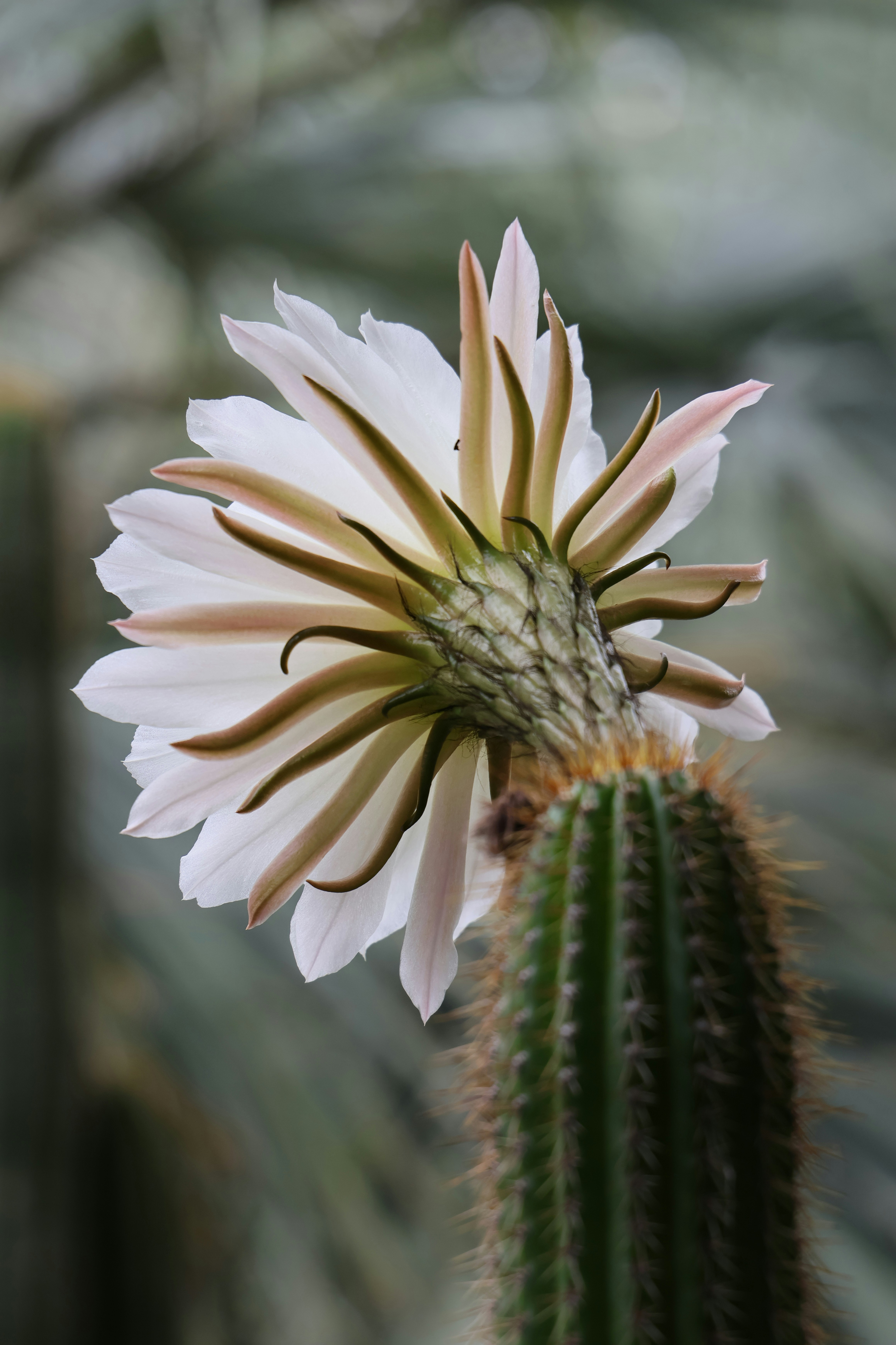 Elegance of the Cactus Blossom