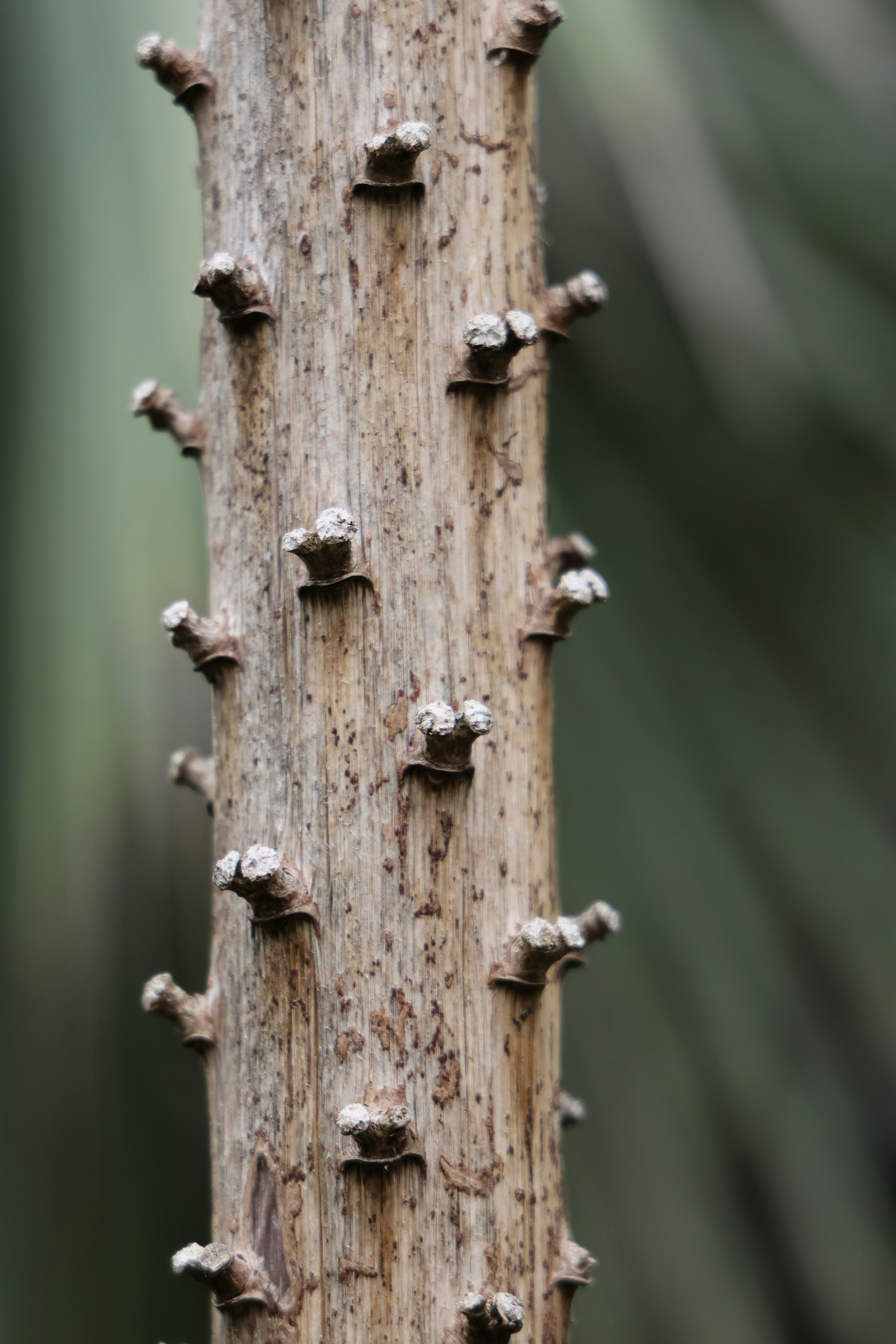 The Textured Chronicle of Nature's Spine
