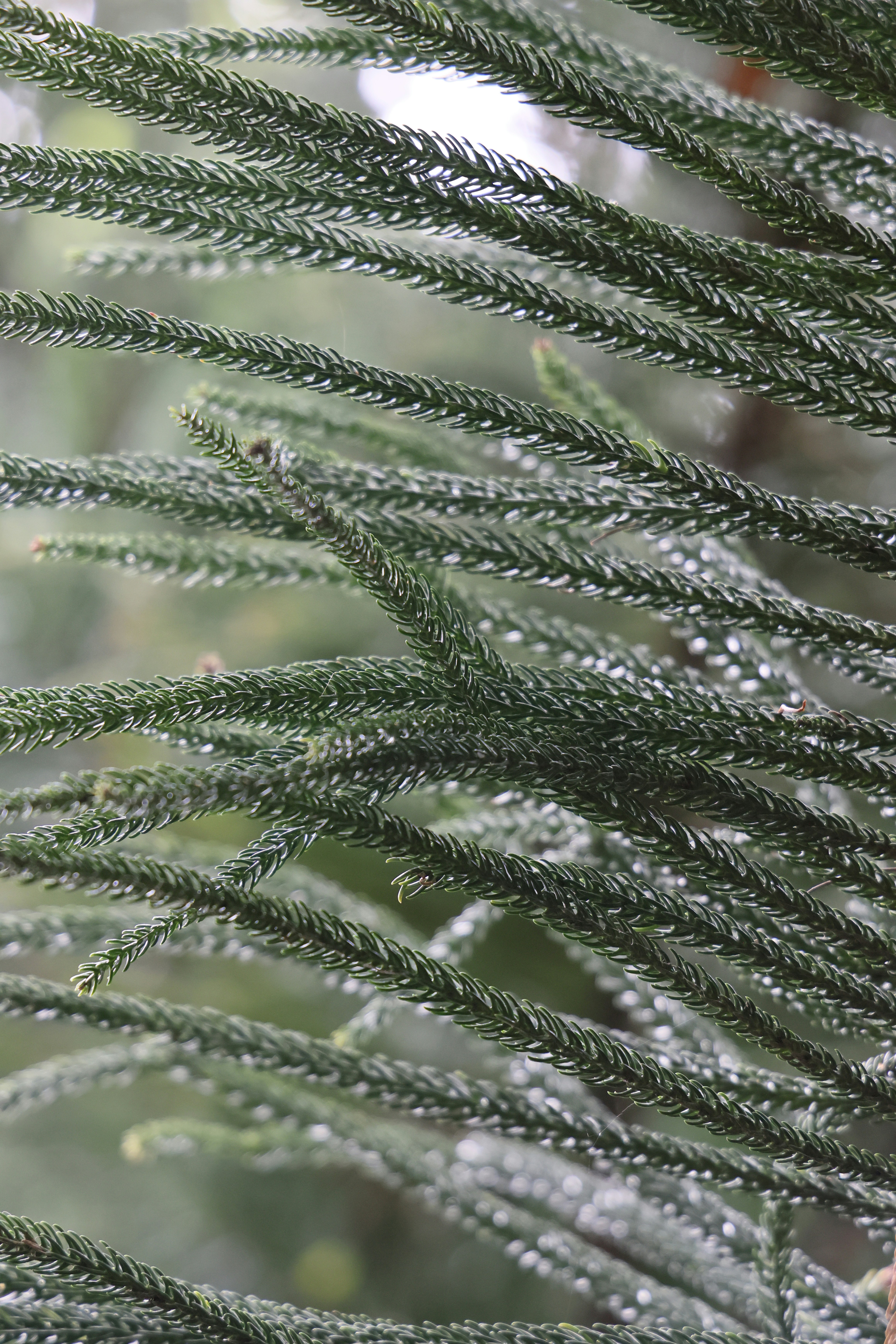 Green, textured, and detailed branches of a tree.