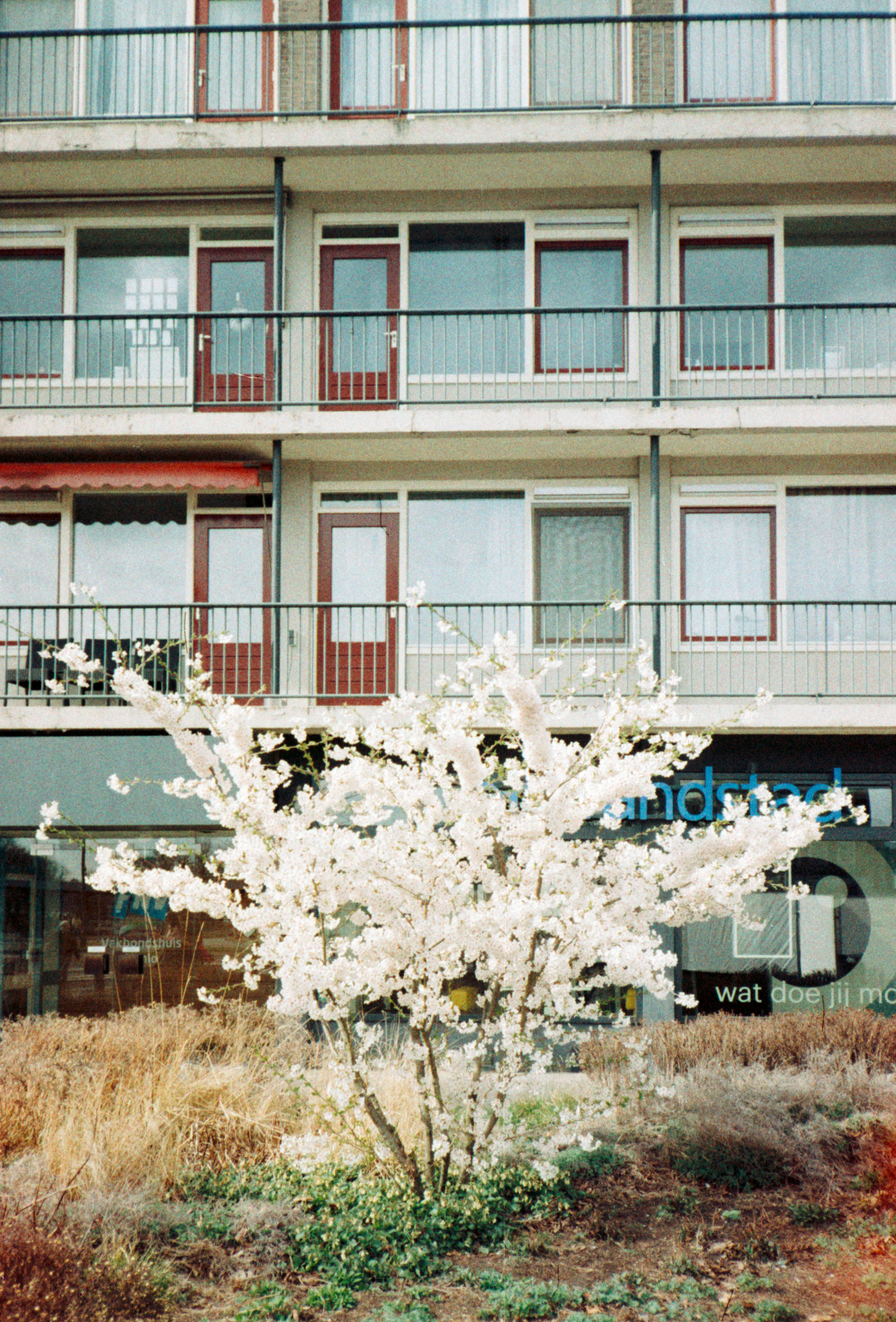 A flowering tree is in front of an apartment building.