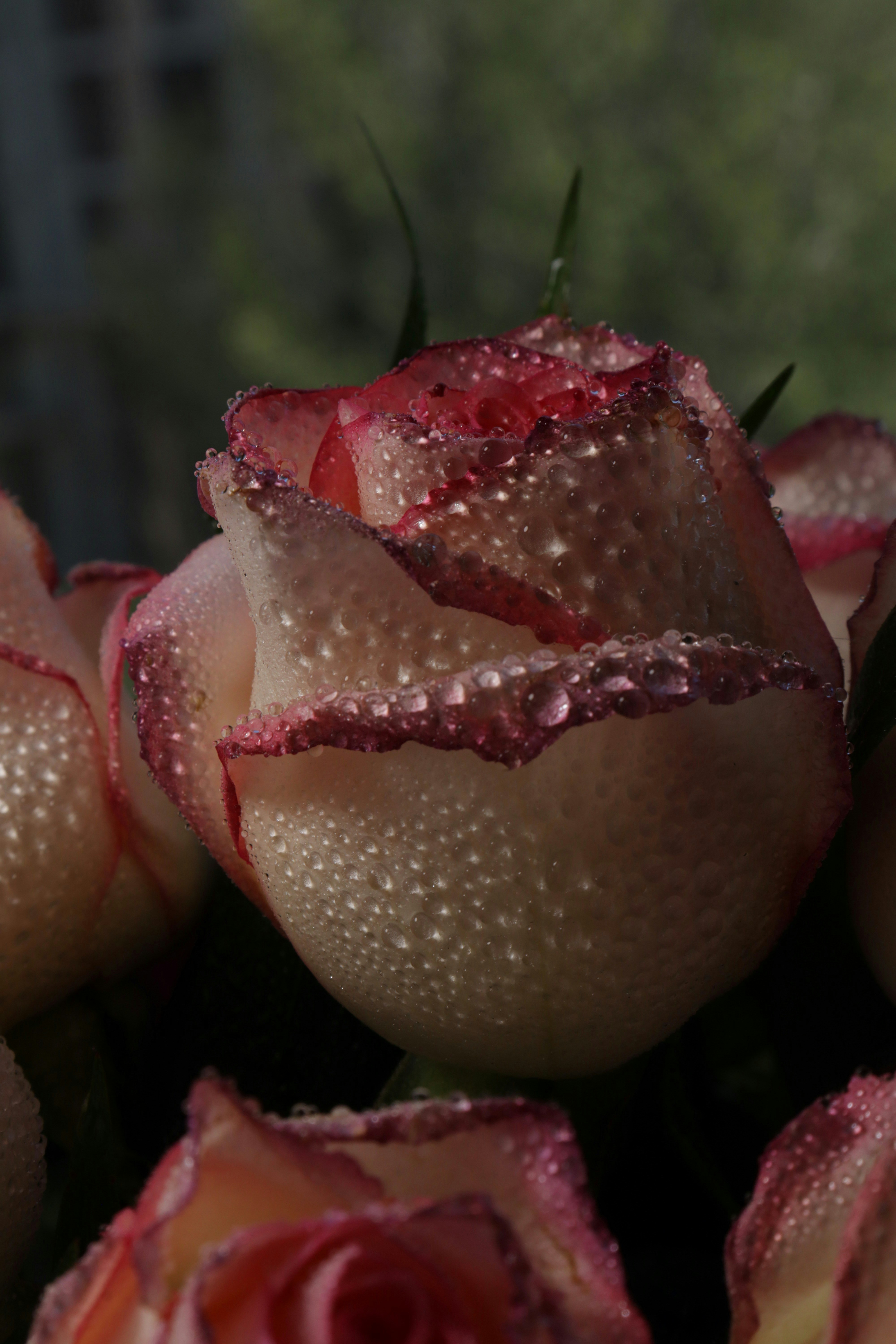Dew-kissed rosebuds: a close-up of petal texture and velvet edges