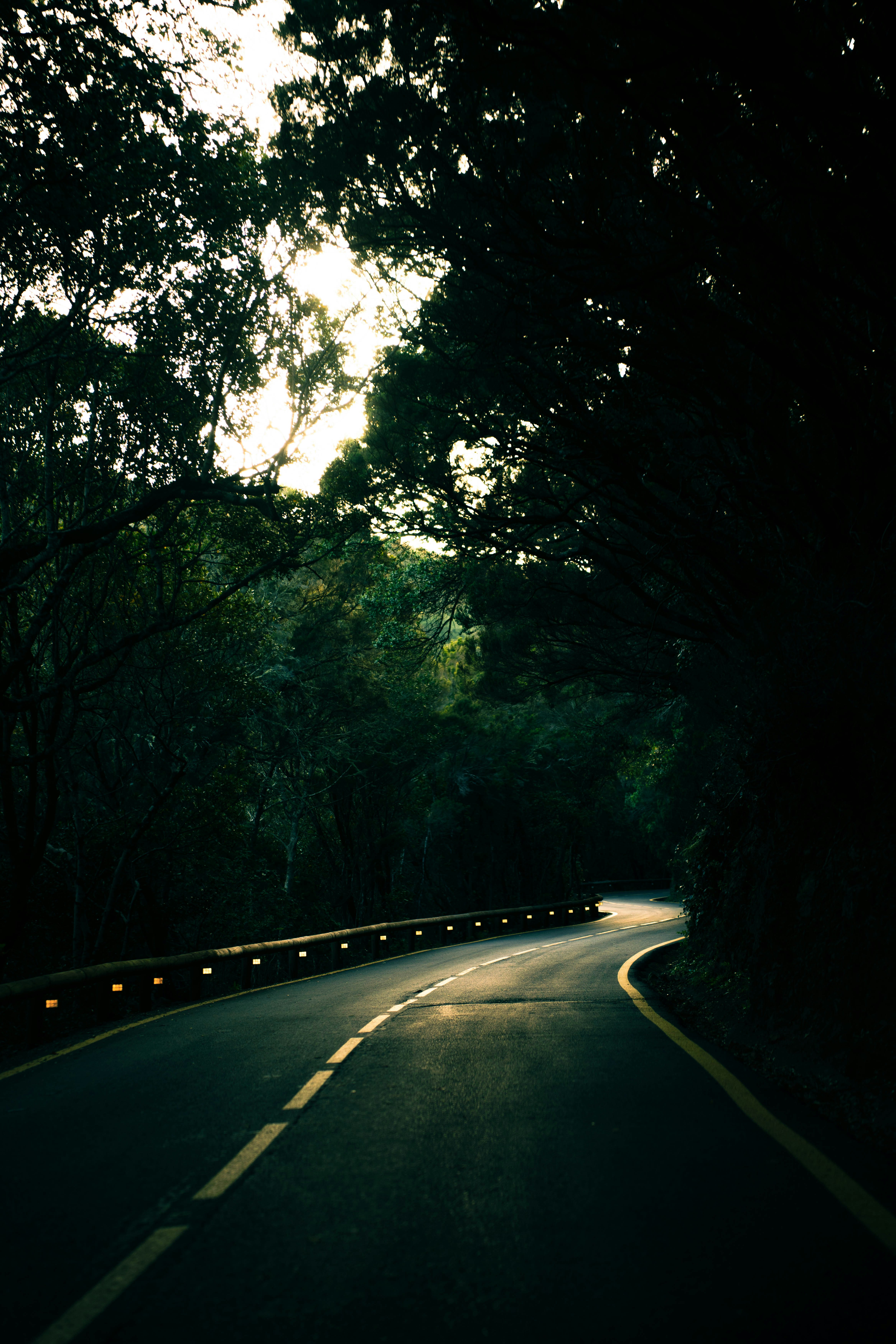 A winding road through a lush, dark forest.